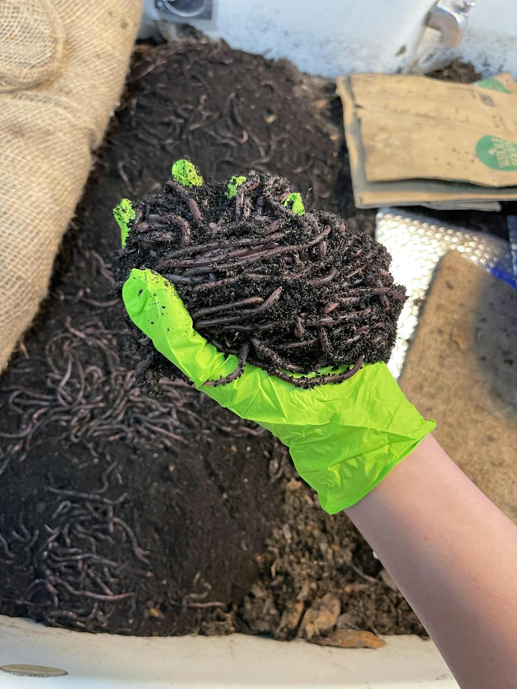 Buy African Nightcrawlers Compositing Worms - Midwest Worms