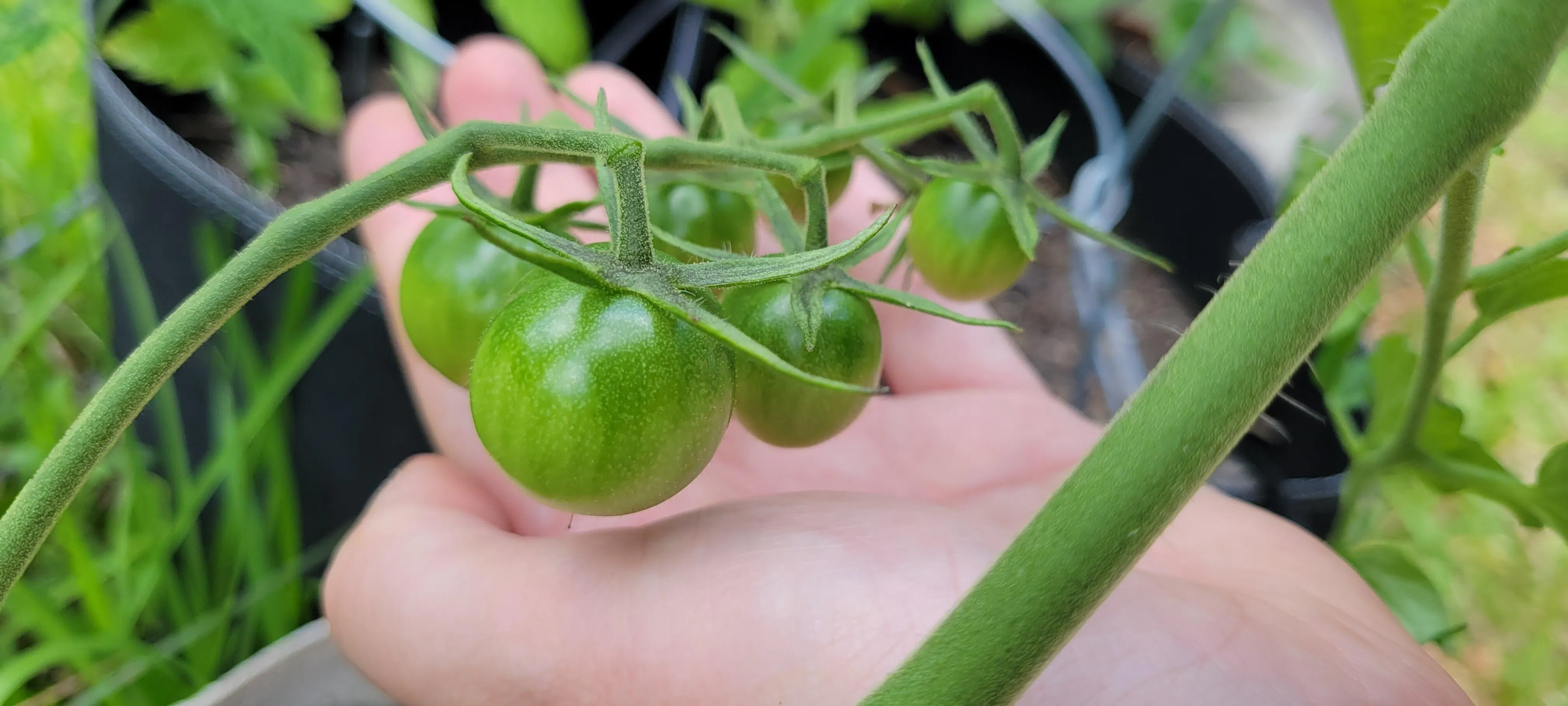 Mexico Midget Tomato – MIgardener