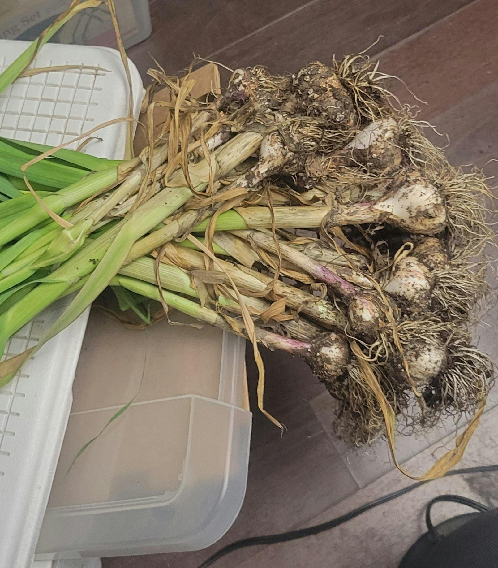 Early Italian (Softneck) Garlic – MIgardener