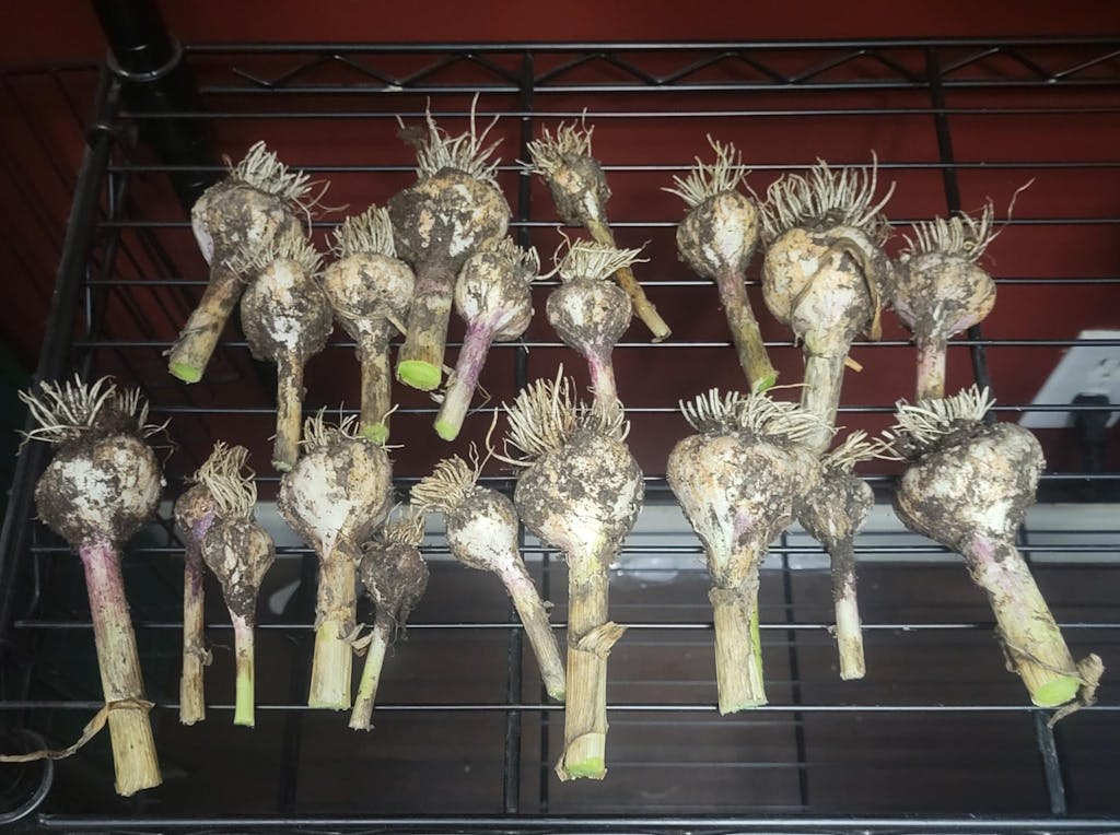 Early Italian (Softneck) Garlic – MIgardener