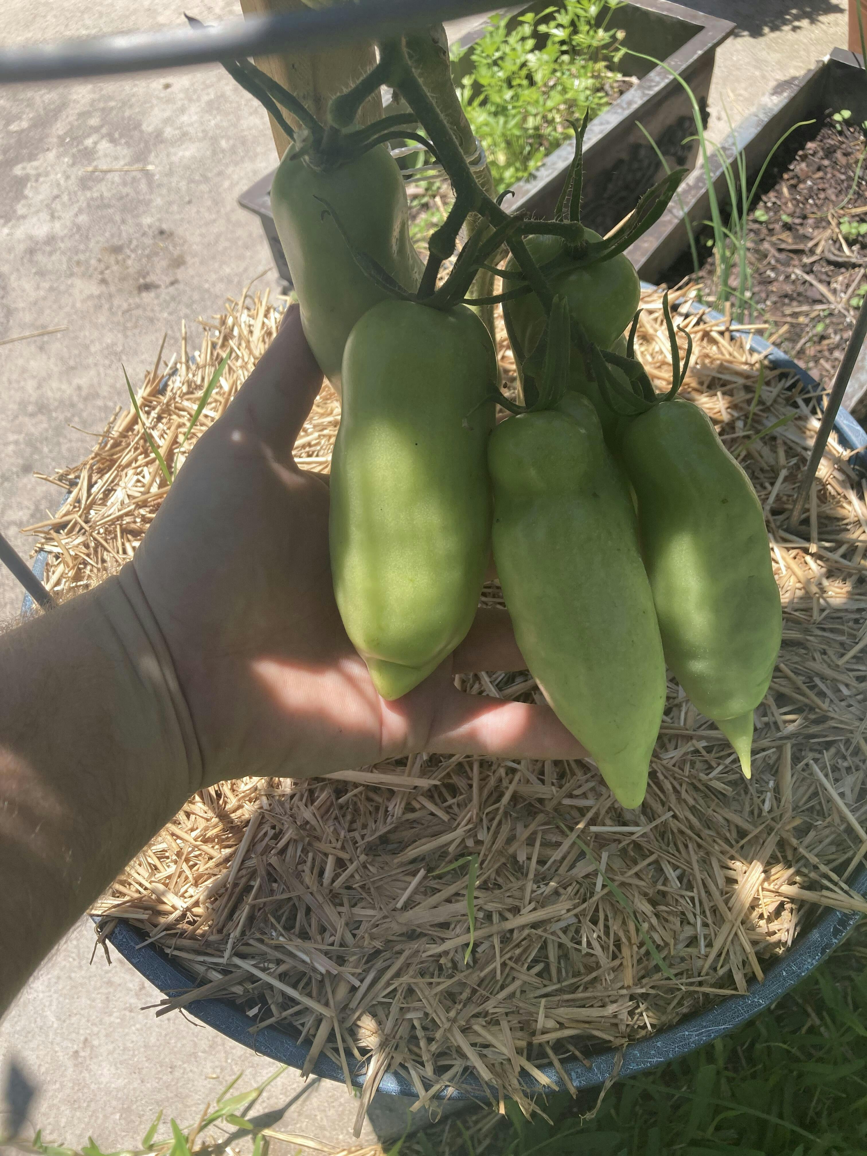 Federle Tomato – MIgardener