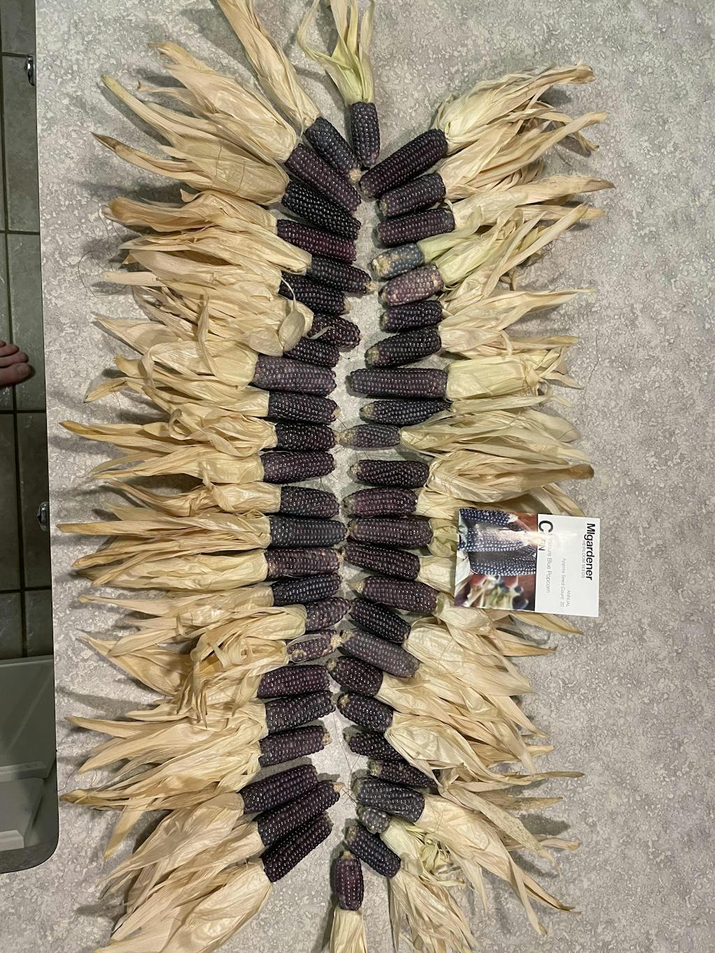 Miniature Blue Popcorn – MIgardener