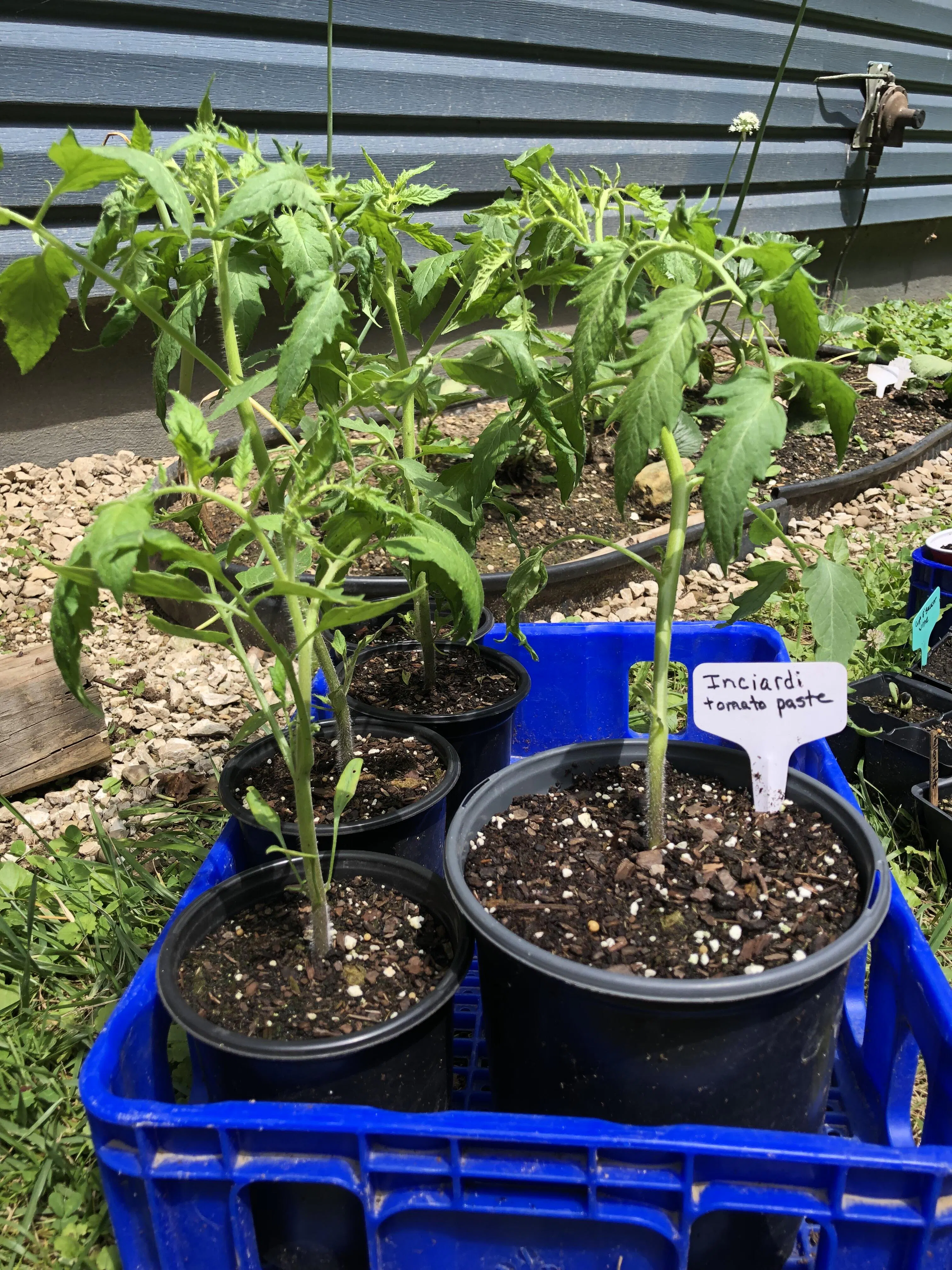 Inciardi Paste Tomato – MIgardener