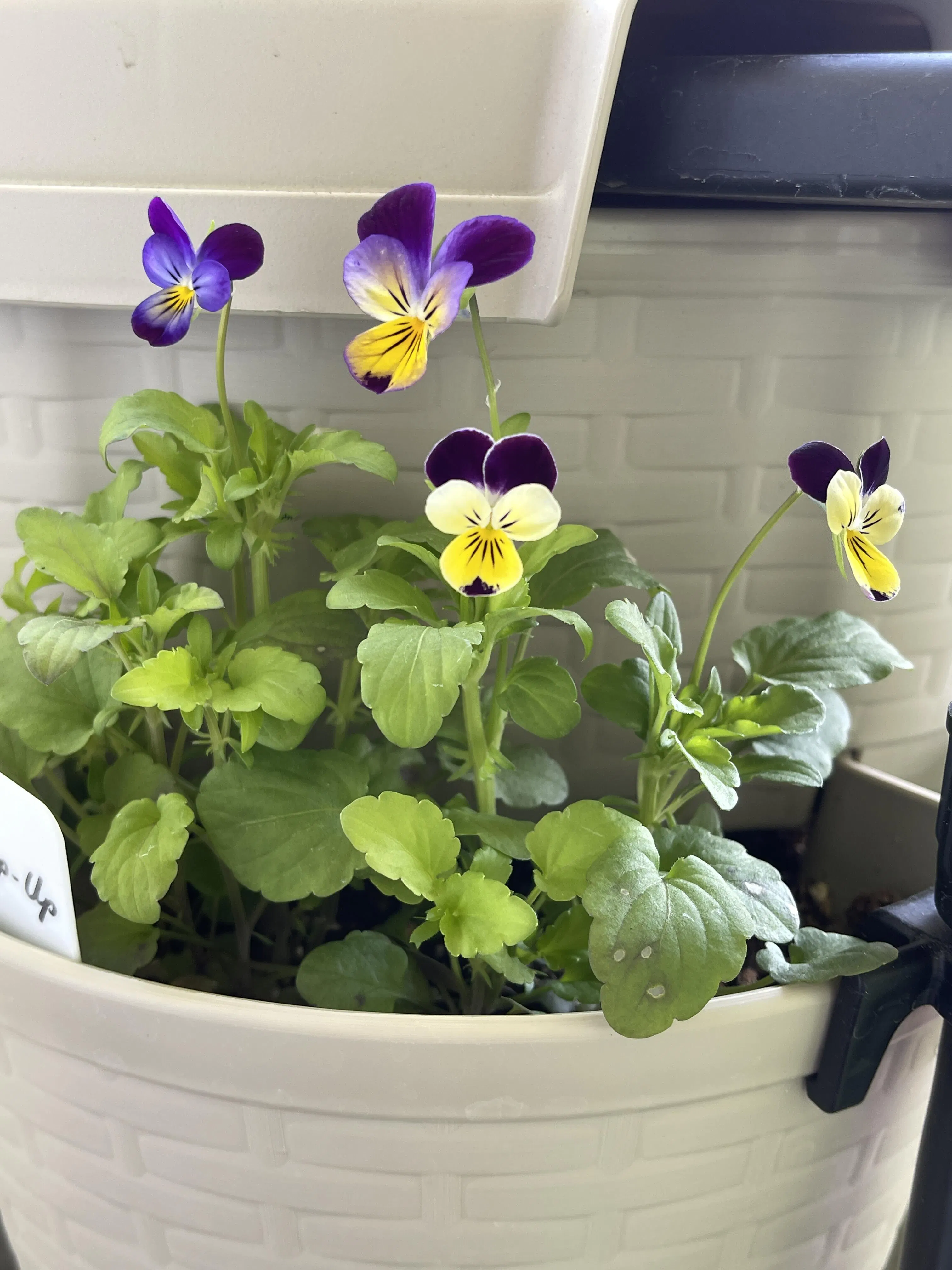 Johnny Jump Up Viola – MIgardener