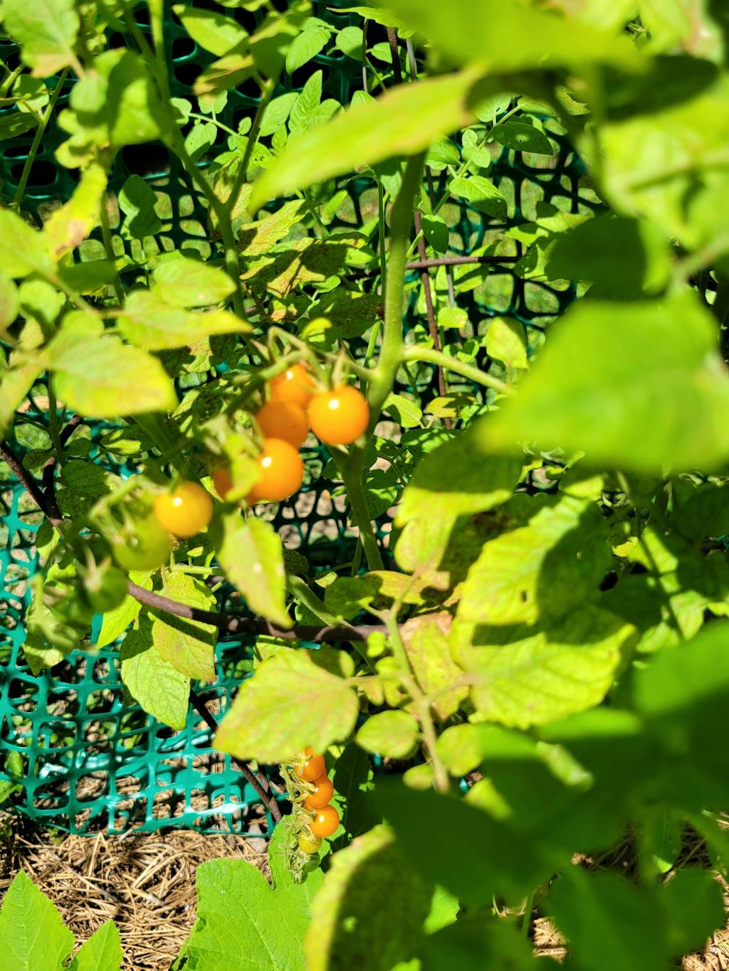 Orange Currant Tomato – MIgardener