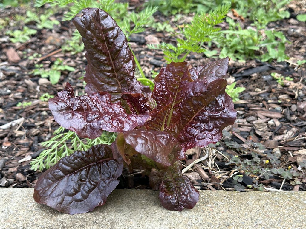 Ruby Red Leaf Lettuce – MIgardener