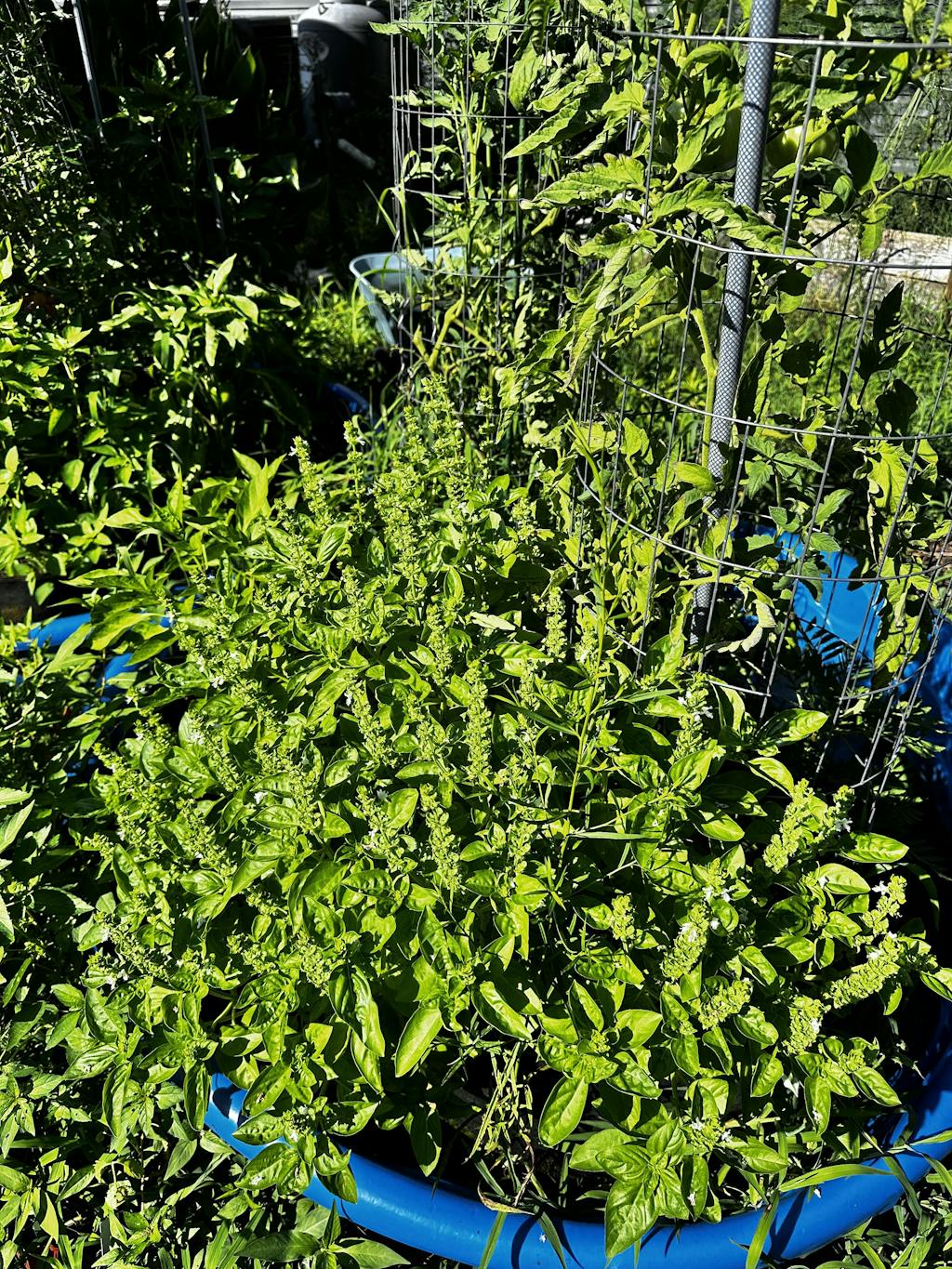 Italian Large Leaf Basil – MIgardener