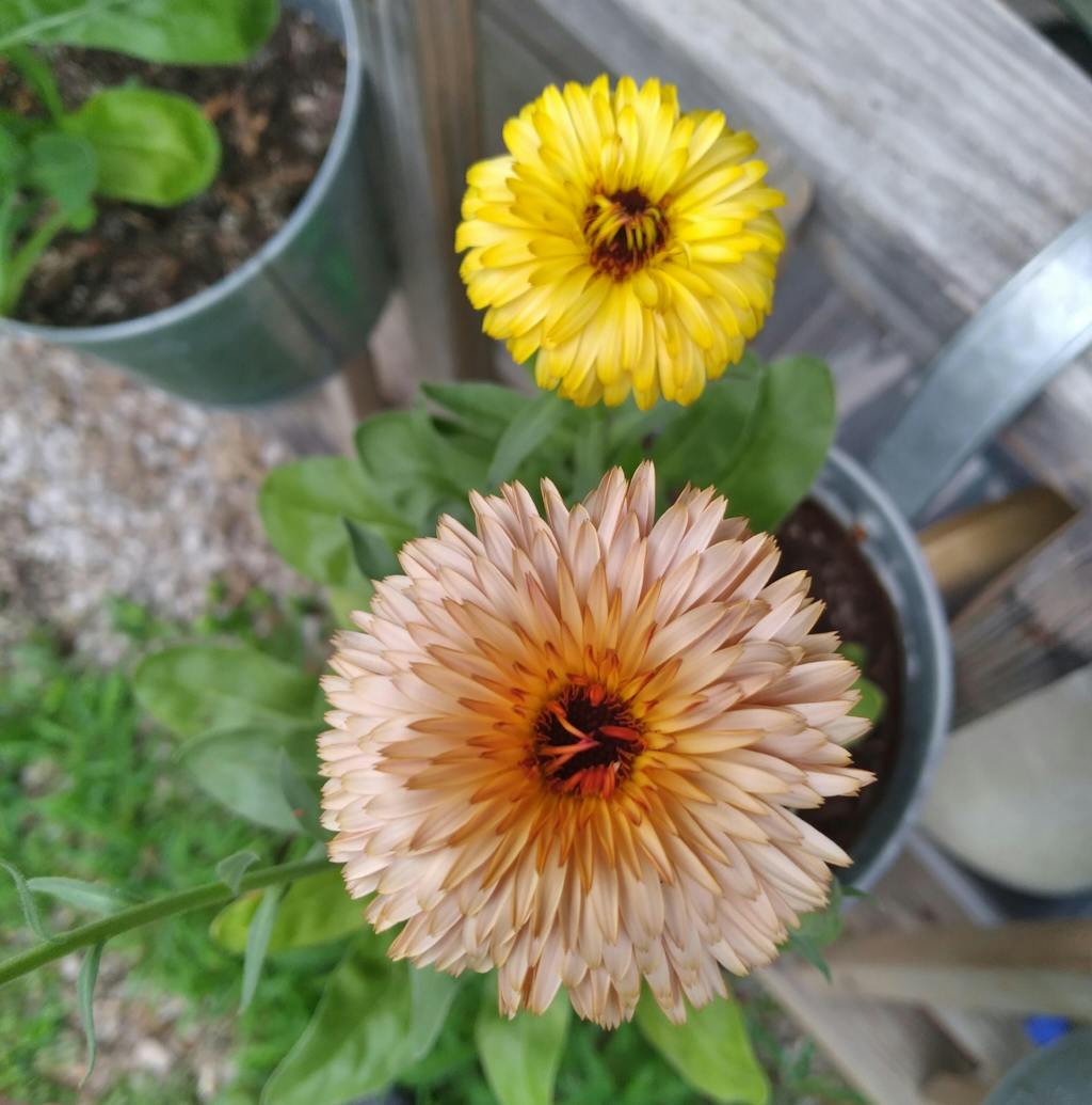 Pink Surprise Calendula – MIgardener