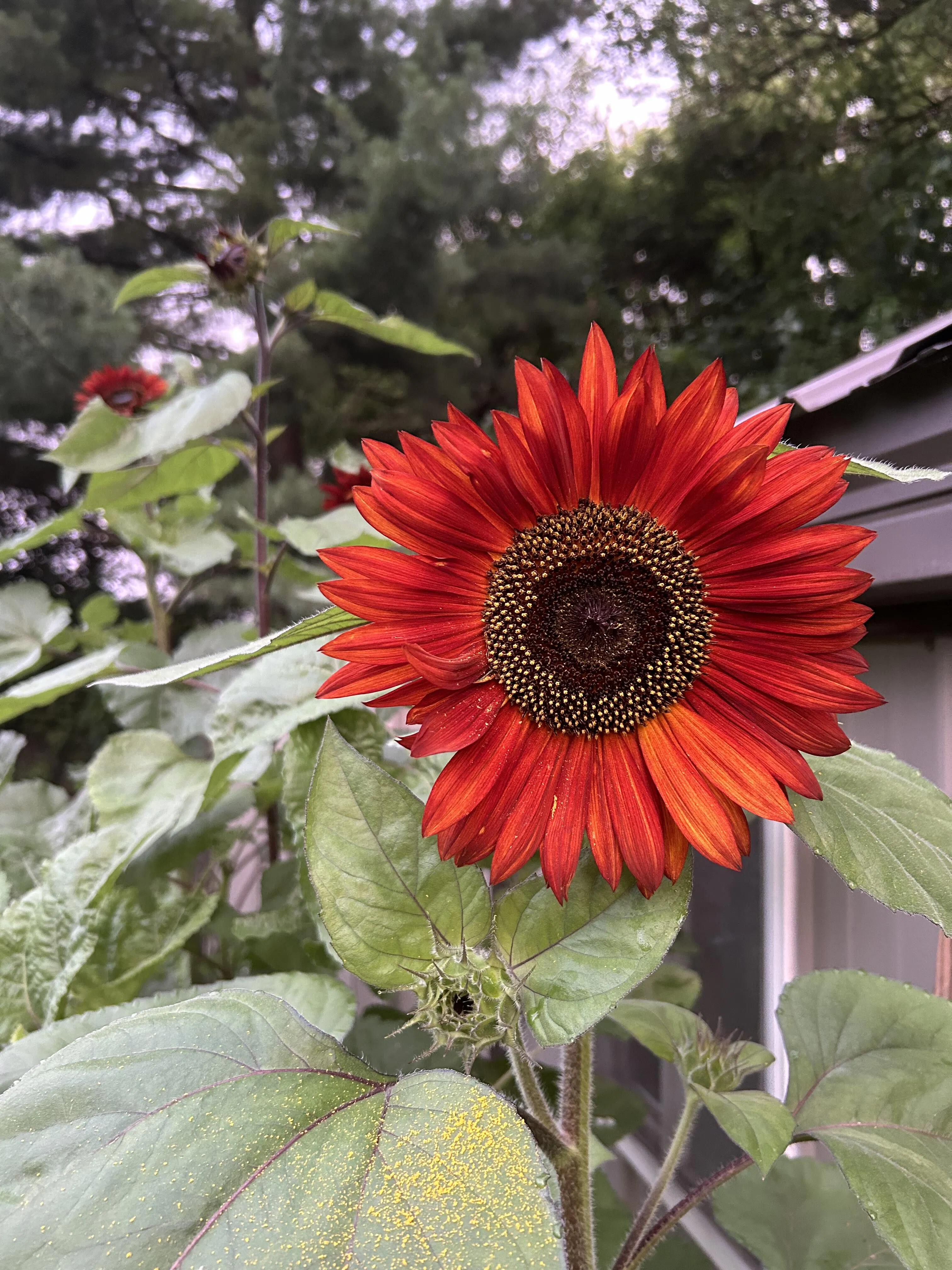 Velvet Queen Sunflower – MIgardener