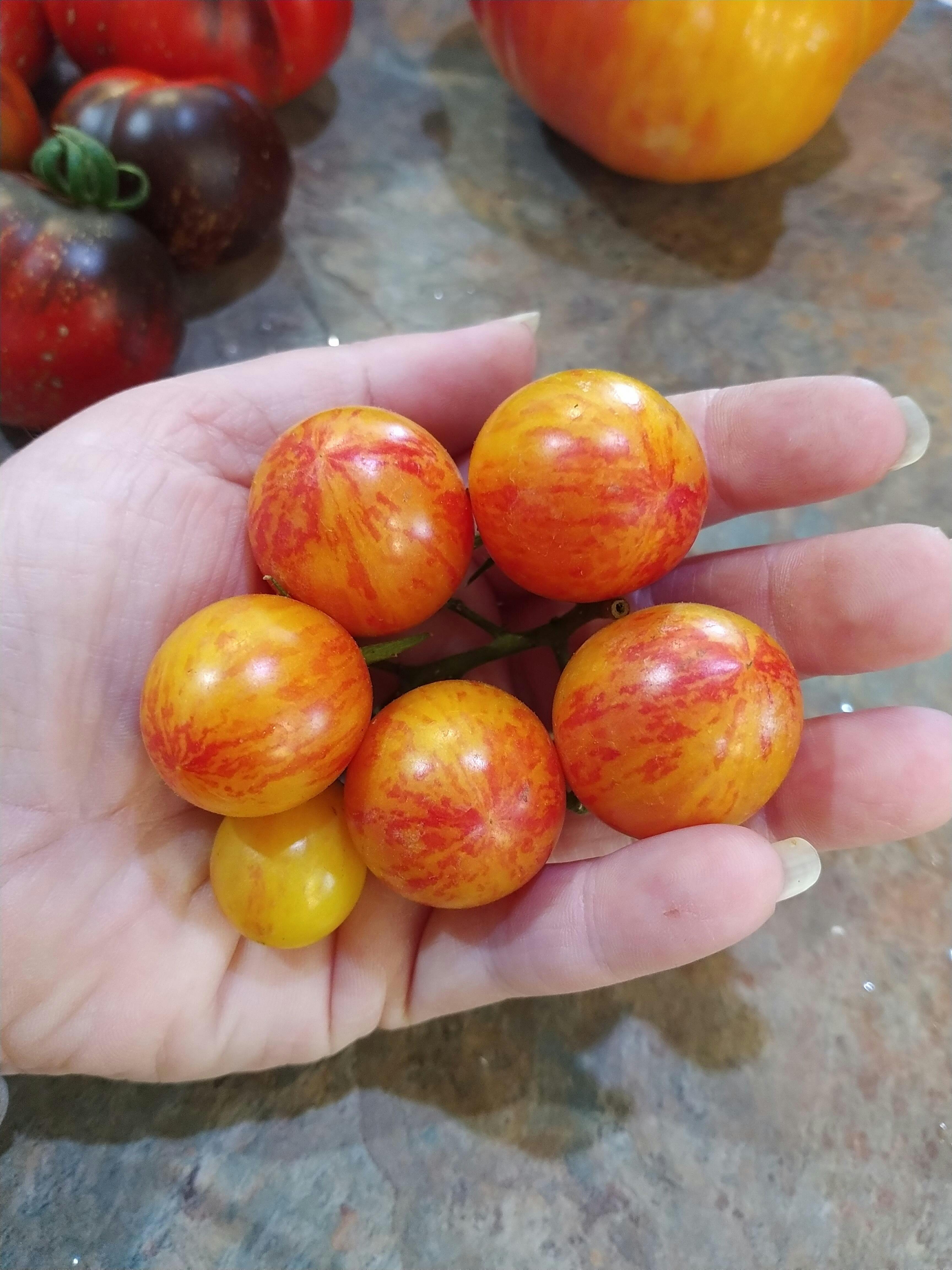 Tropical Sunset Tomato – MIgardener