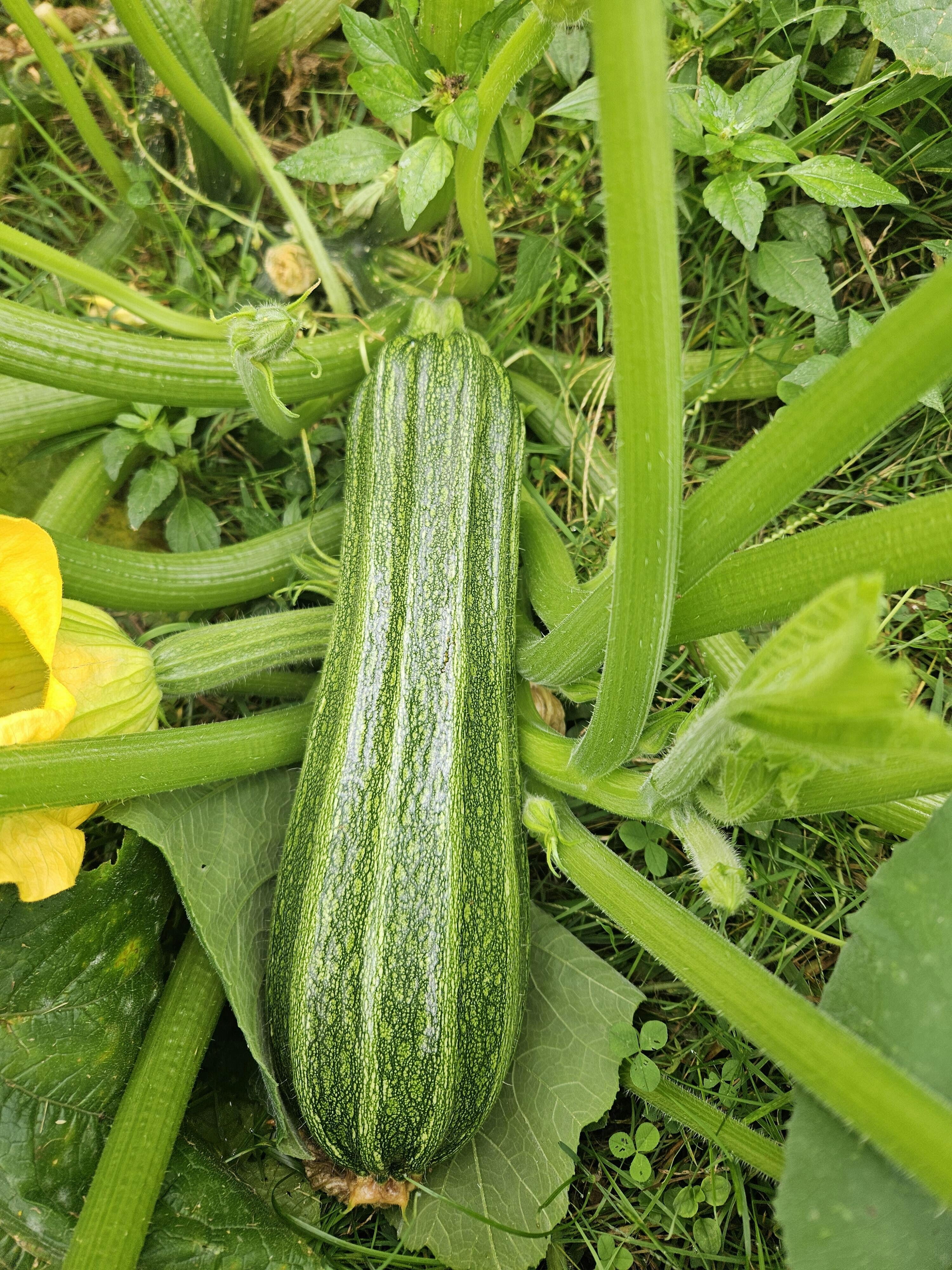 Italian Striped Zucchini – MIgardener