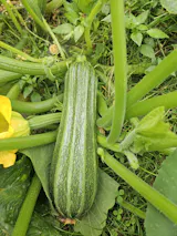 Italian Striped Zucchini – MIgardener