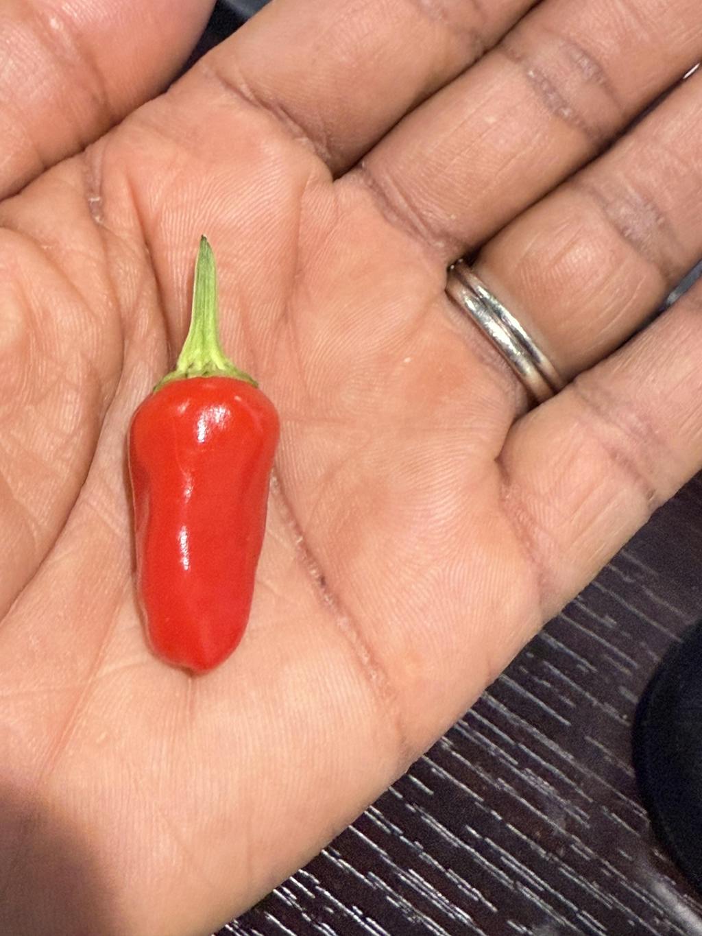 Firecracker Ornamental Pepper – MIgardener