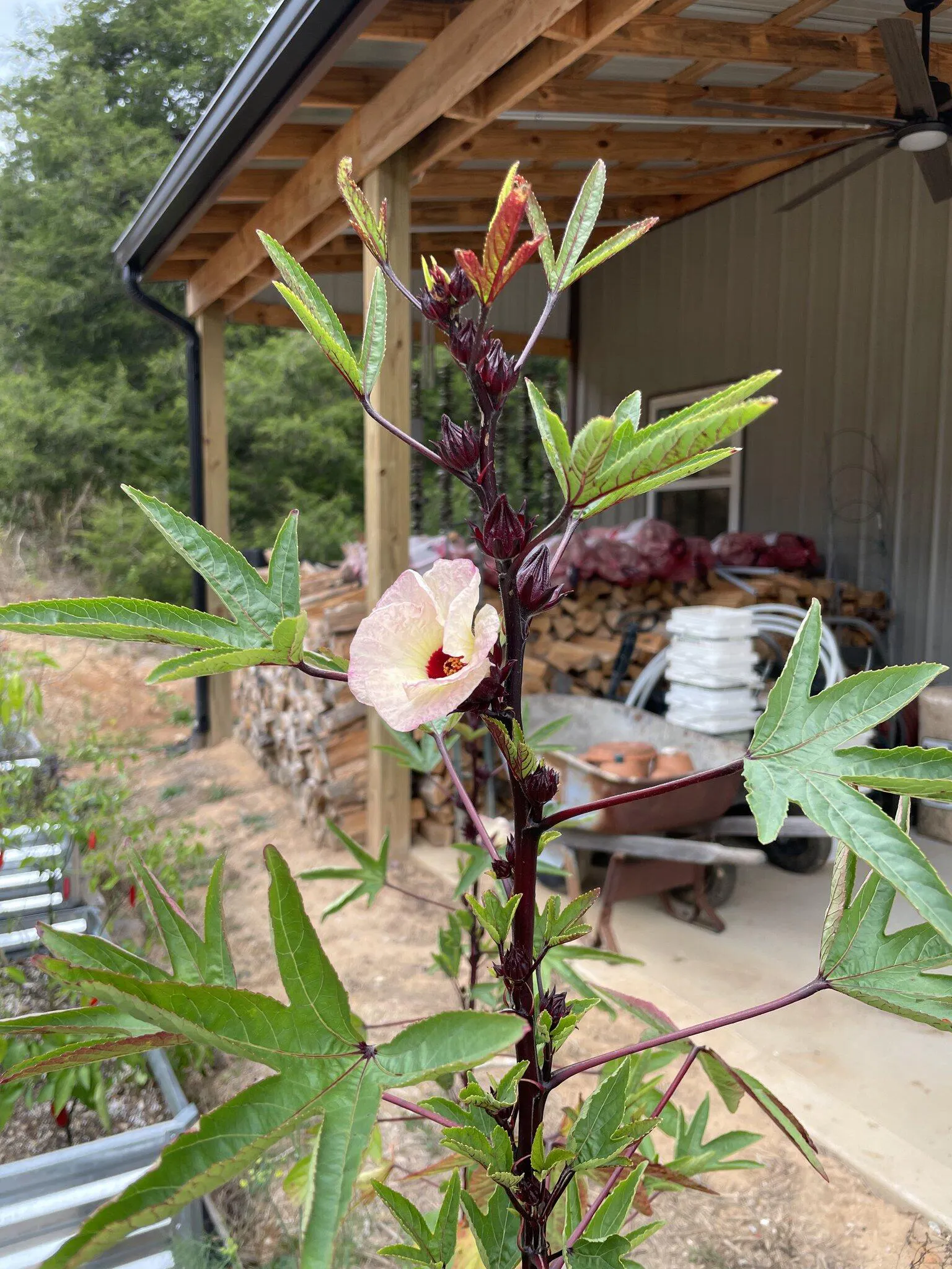 Roselle-Asian Sour Leaf (Hibiscus) – MIgardener