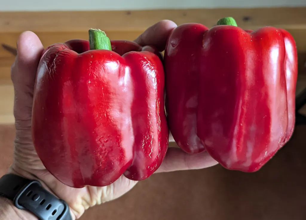 Keystone Giant Bell Pepper – MIgardener