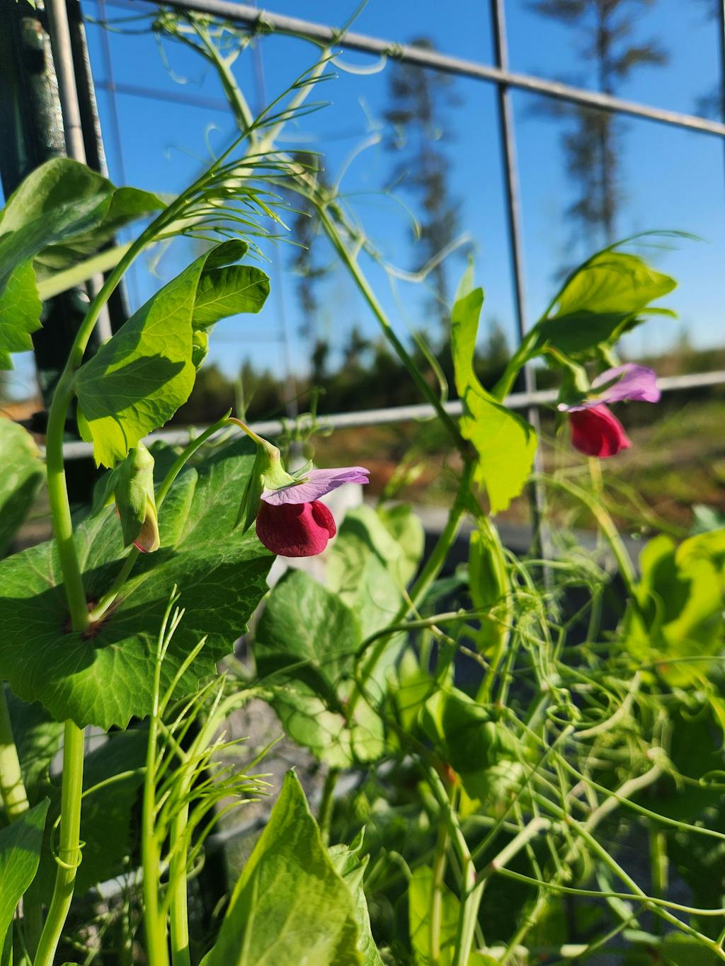 Spring Blush Pea – MIgardener
