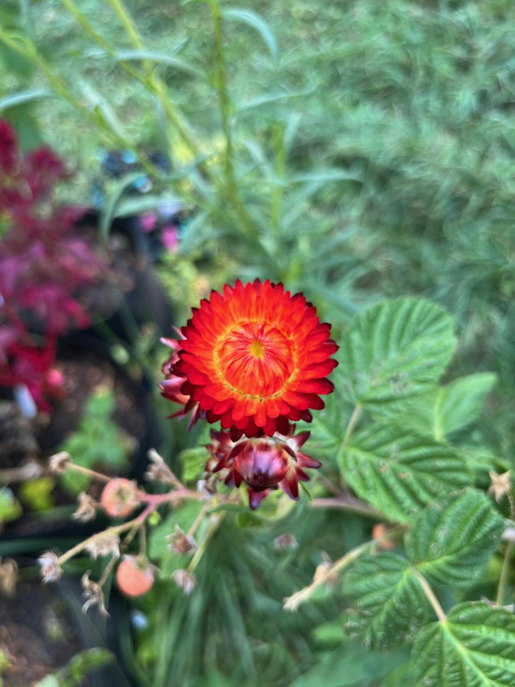 Copper Red Strawflower – MIgardener