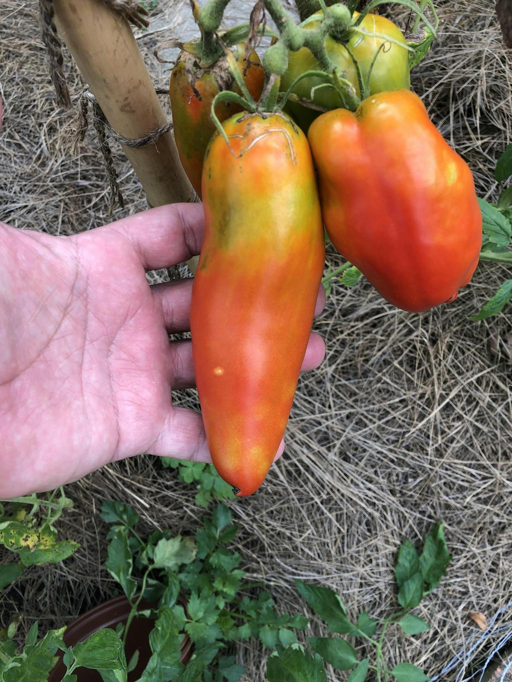 Jersey Devil Tomato – MIgardener