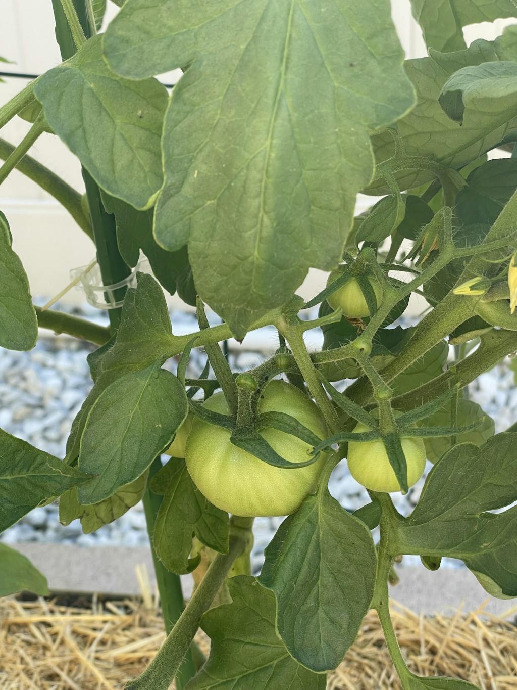 Mountain Princess Tomato – MIgardener