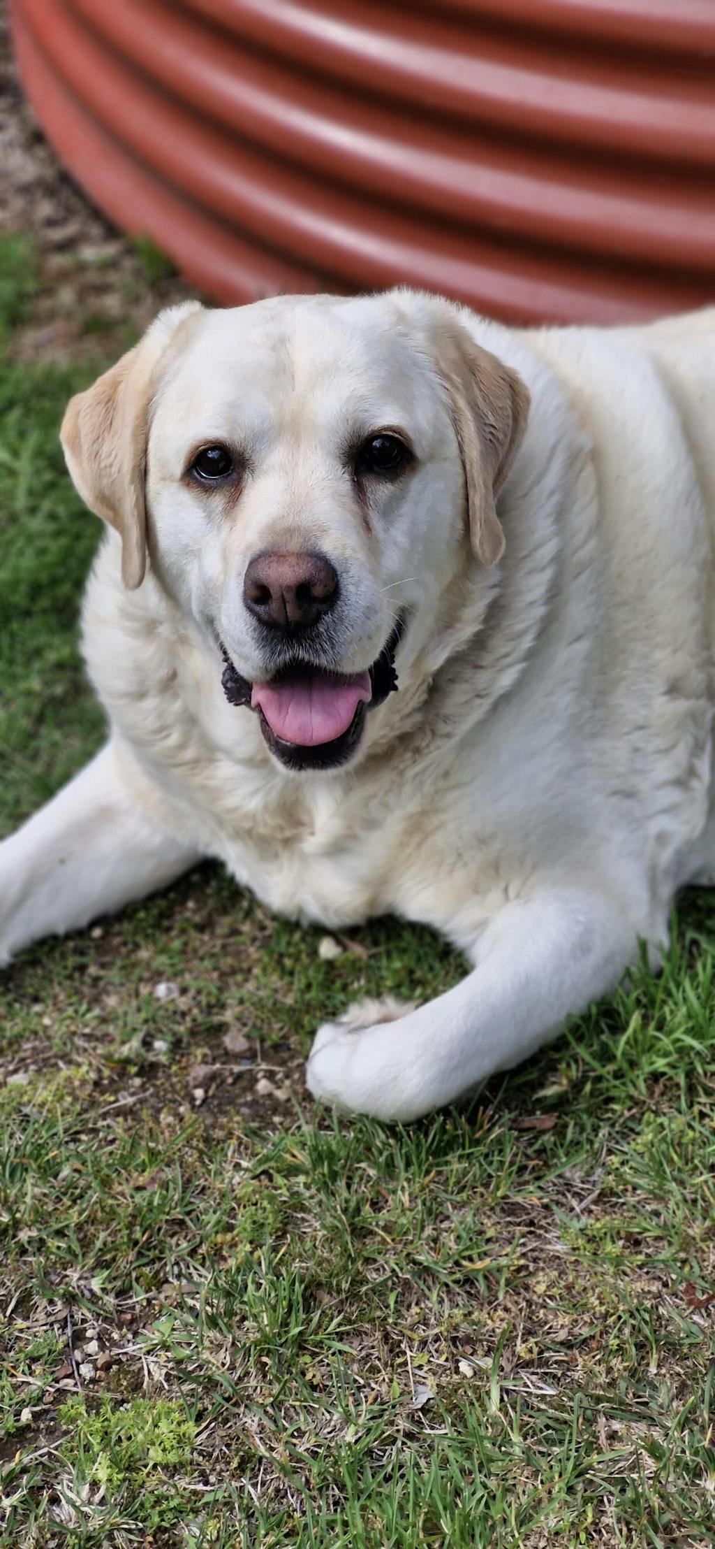 Joint Meal Topper – Mighty Munch AU