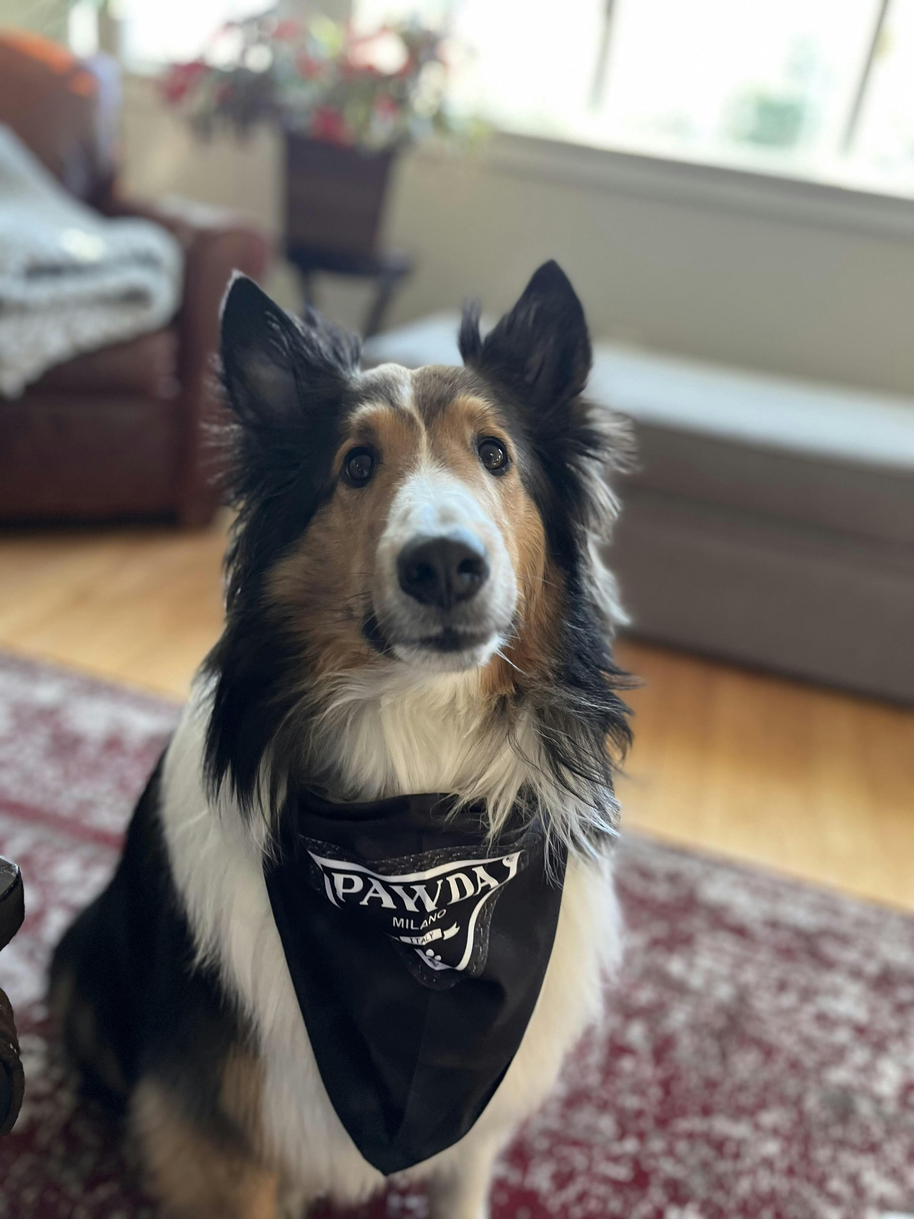 Size Chart – Millionaire Mutt