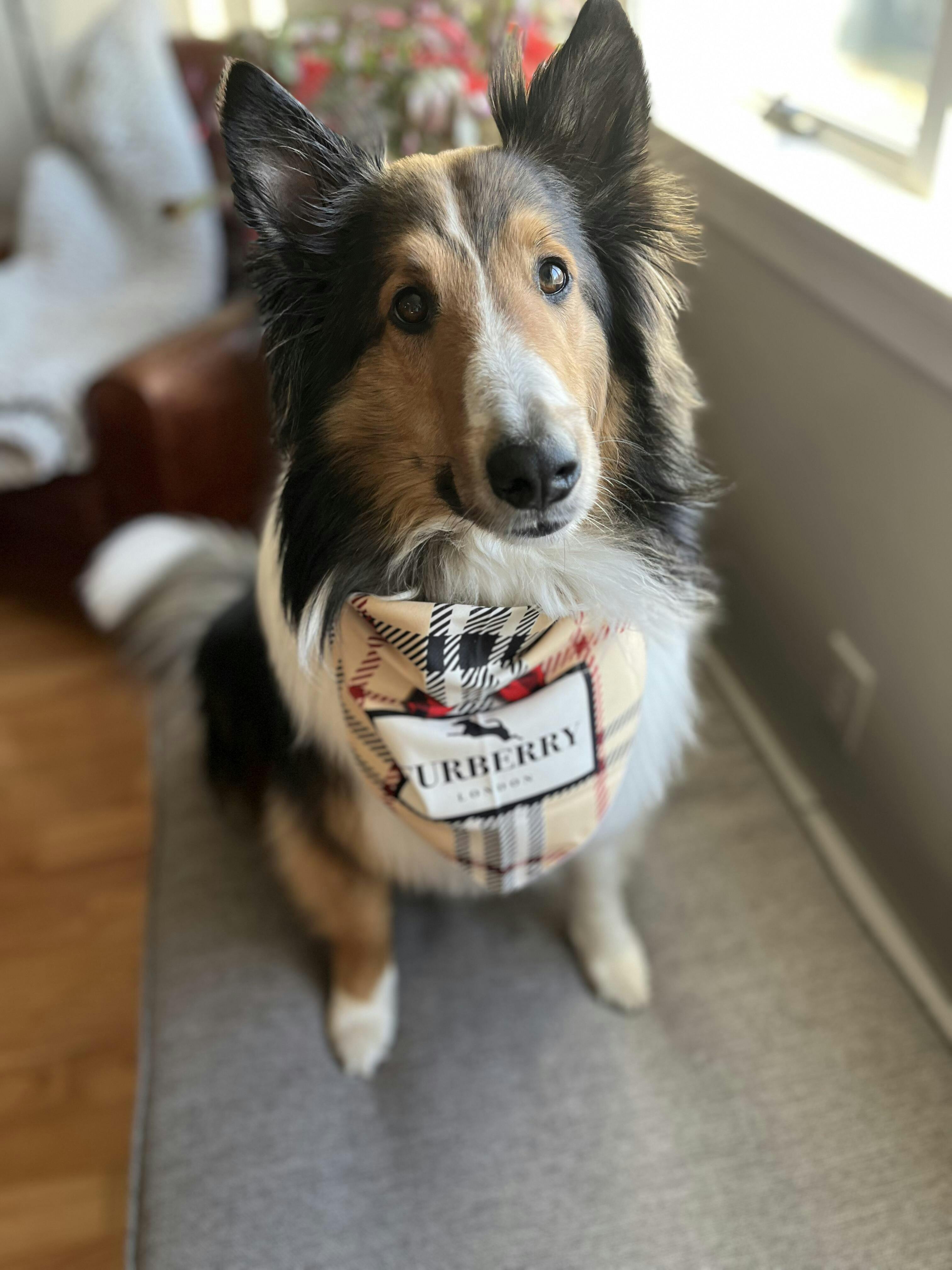 Size Chart – Millionaire Mutt