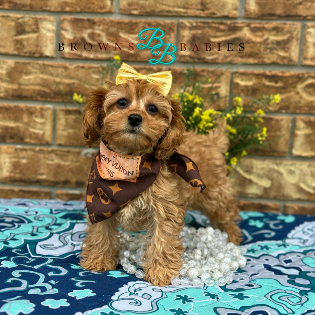 Size Chart – Millionaire Mutt