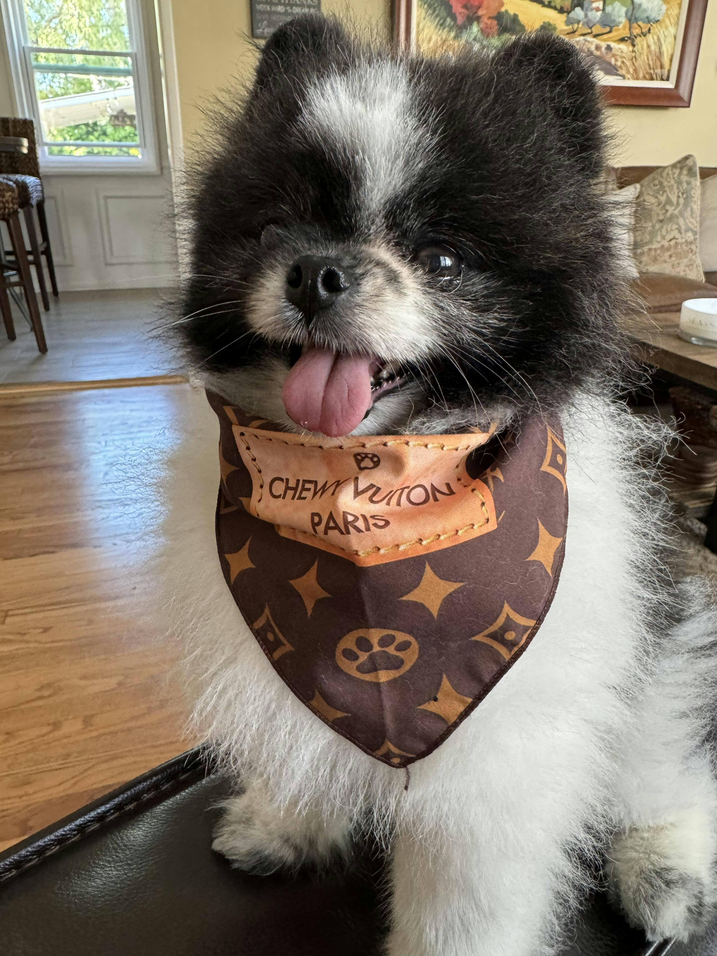 Size Chart – Millionaire Mutt