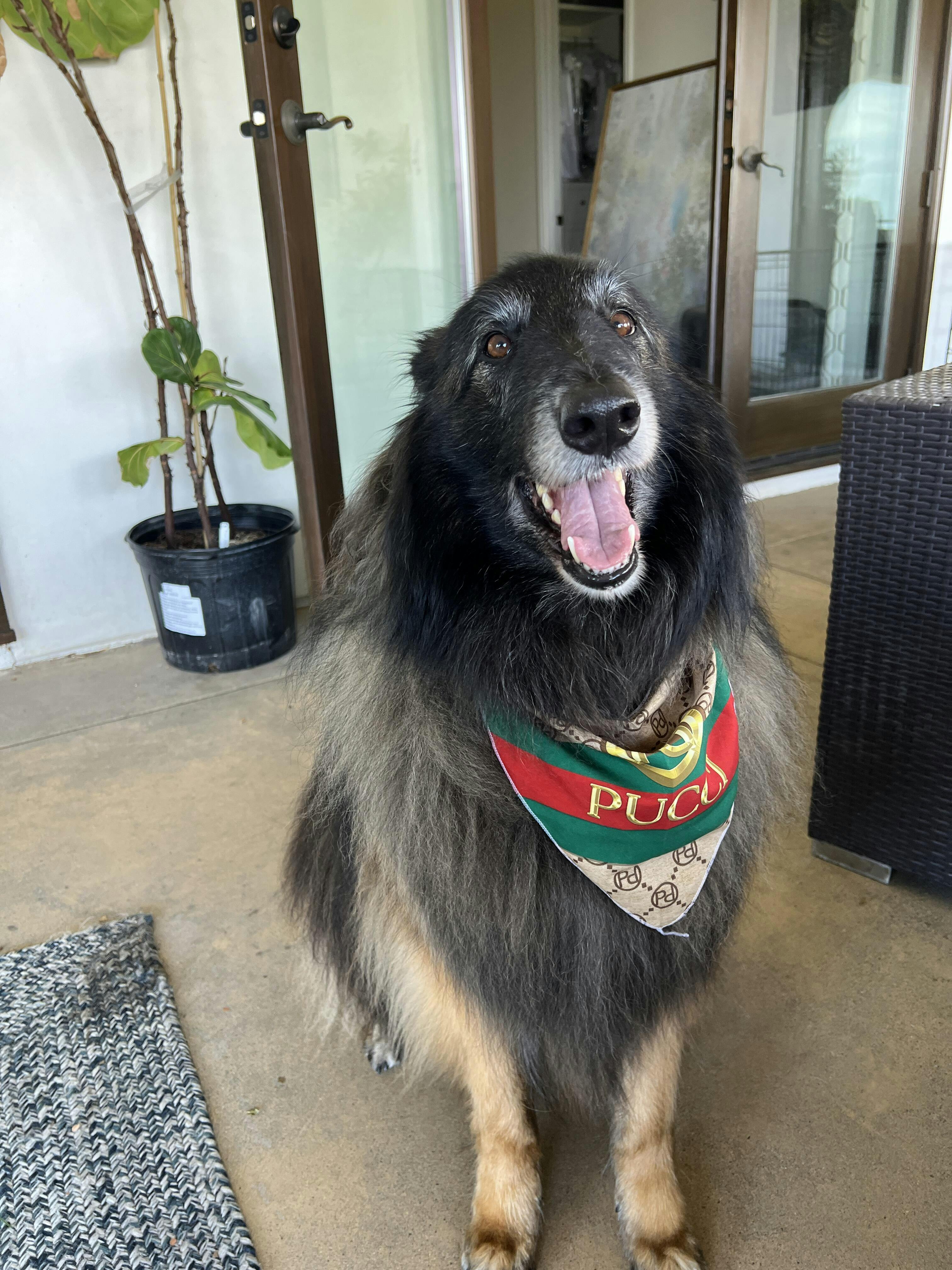 Size Chart – Millionaire Mutt