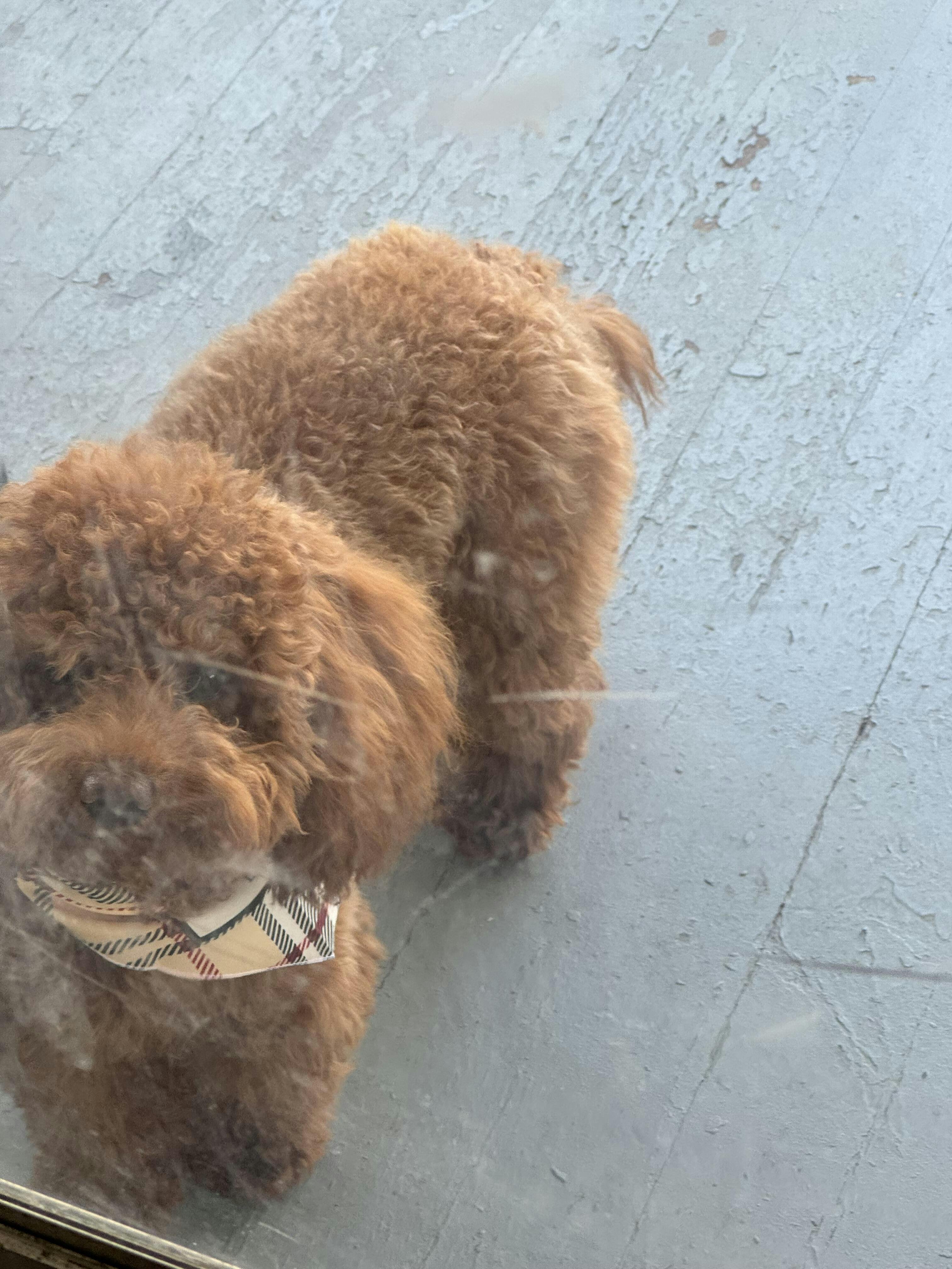 Size Chart – Millionaire Mutt