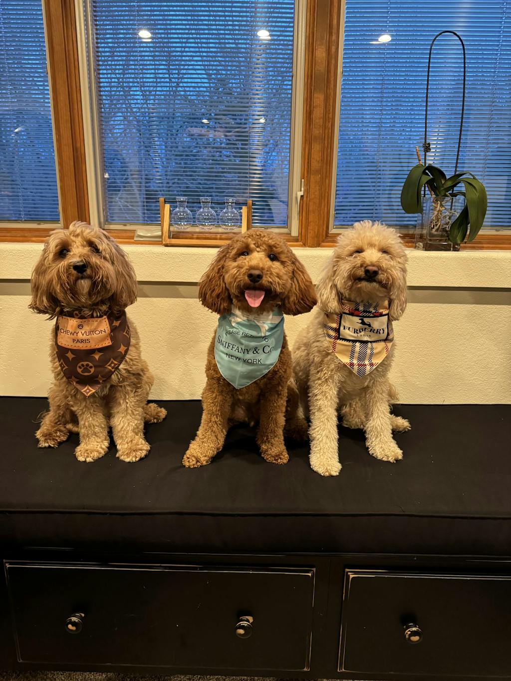 Size Chart – Millionaire Mutt