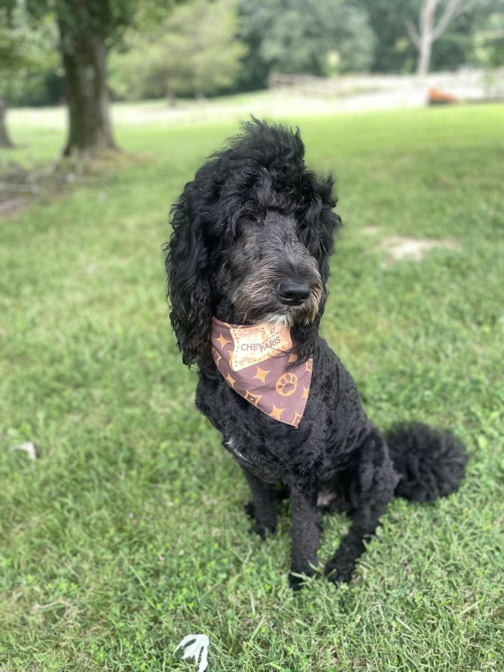 Size Chart – Millionaire Mutt