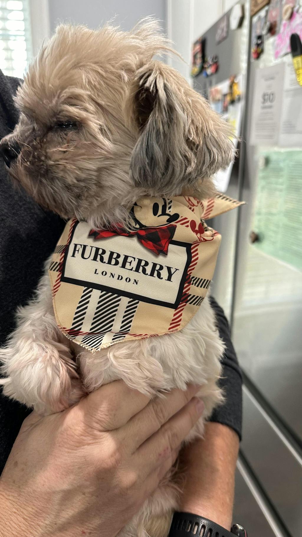 Size Chart – Millionaire Mutt