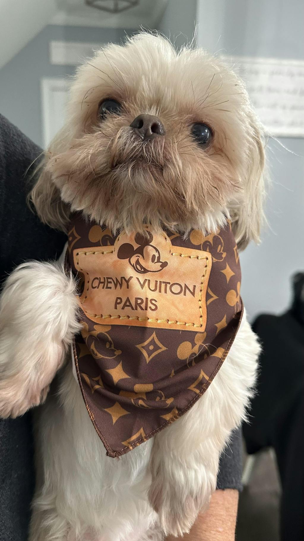 Size Chart – Millionaire Mutt