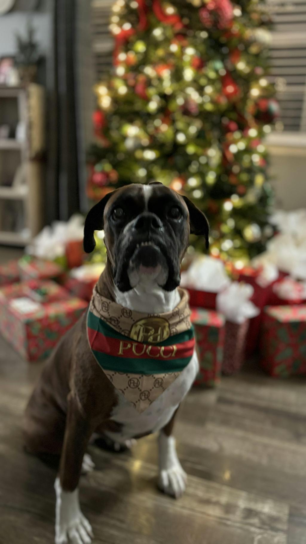 Size Chart – Millionaire Mutt