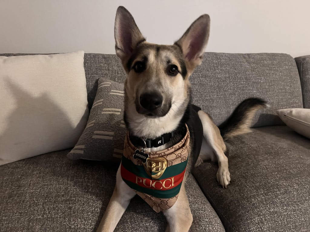 Size Chart – Millionaire Mutt