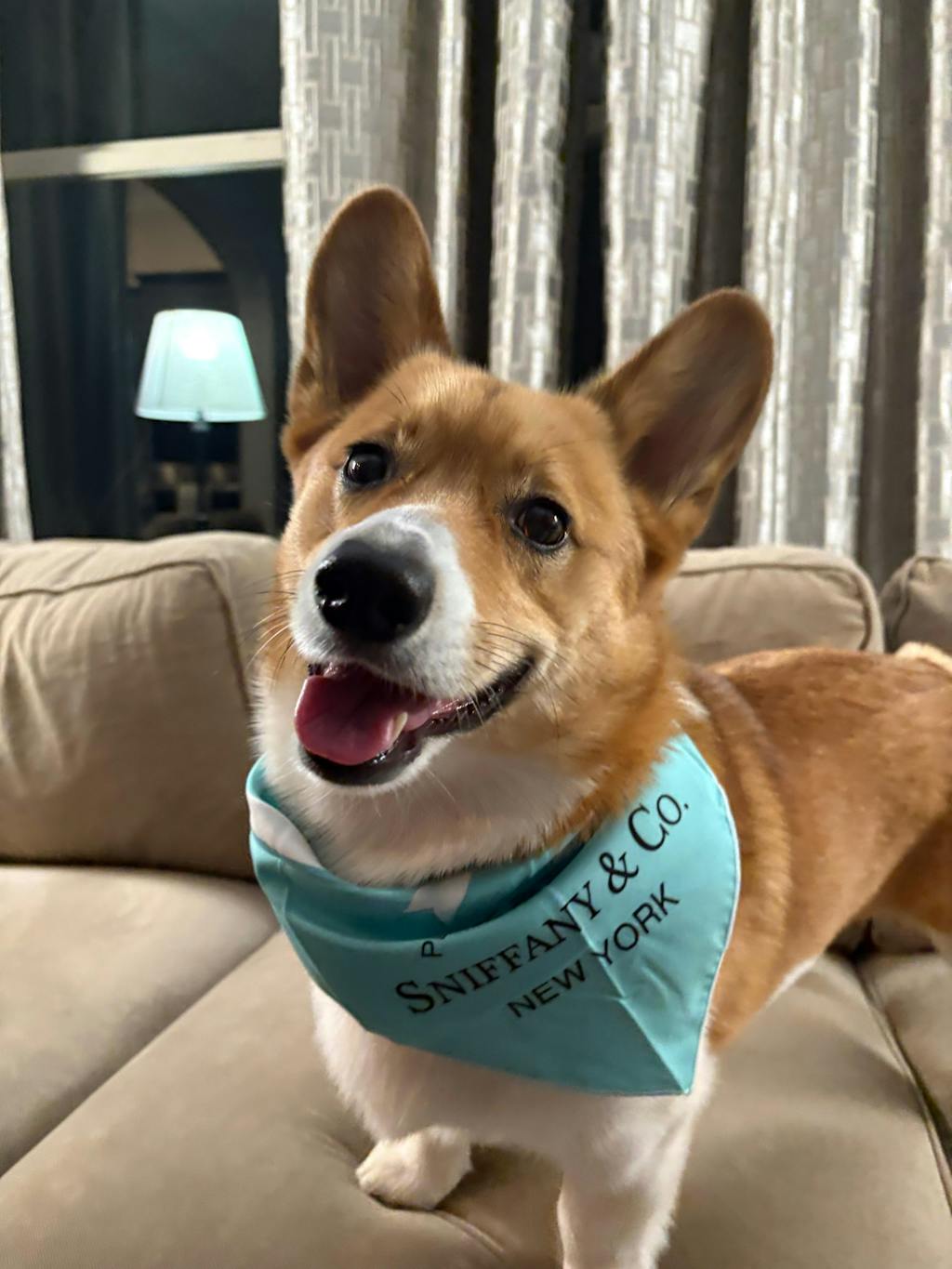 Size Chart – Millionaire Mutt