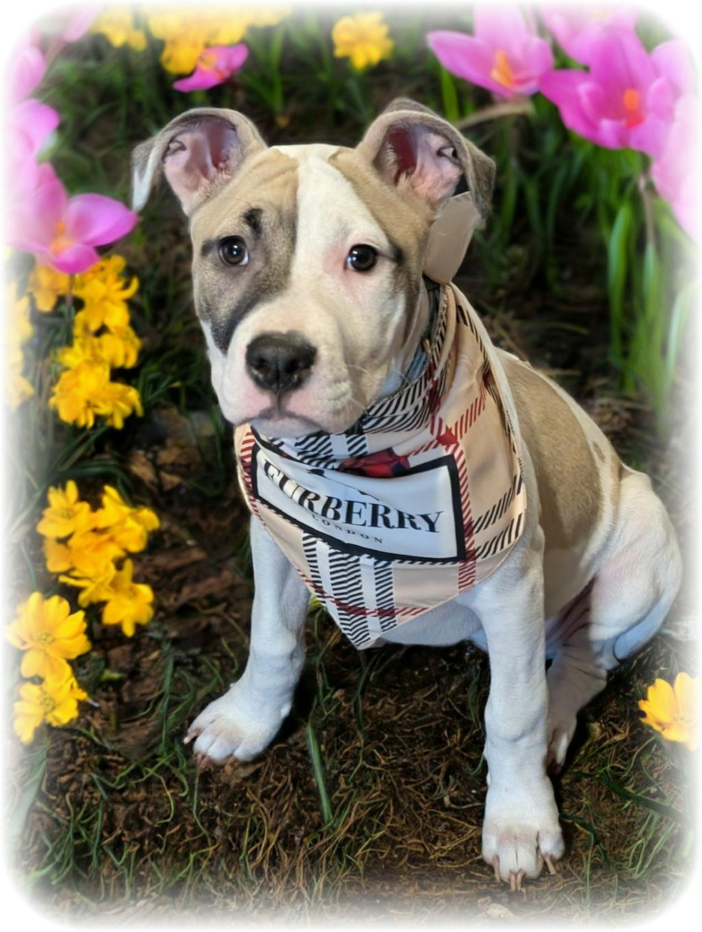 Size Chart – Millionaire Mutt