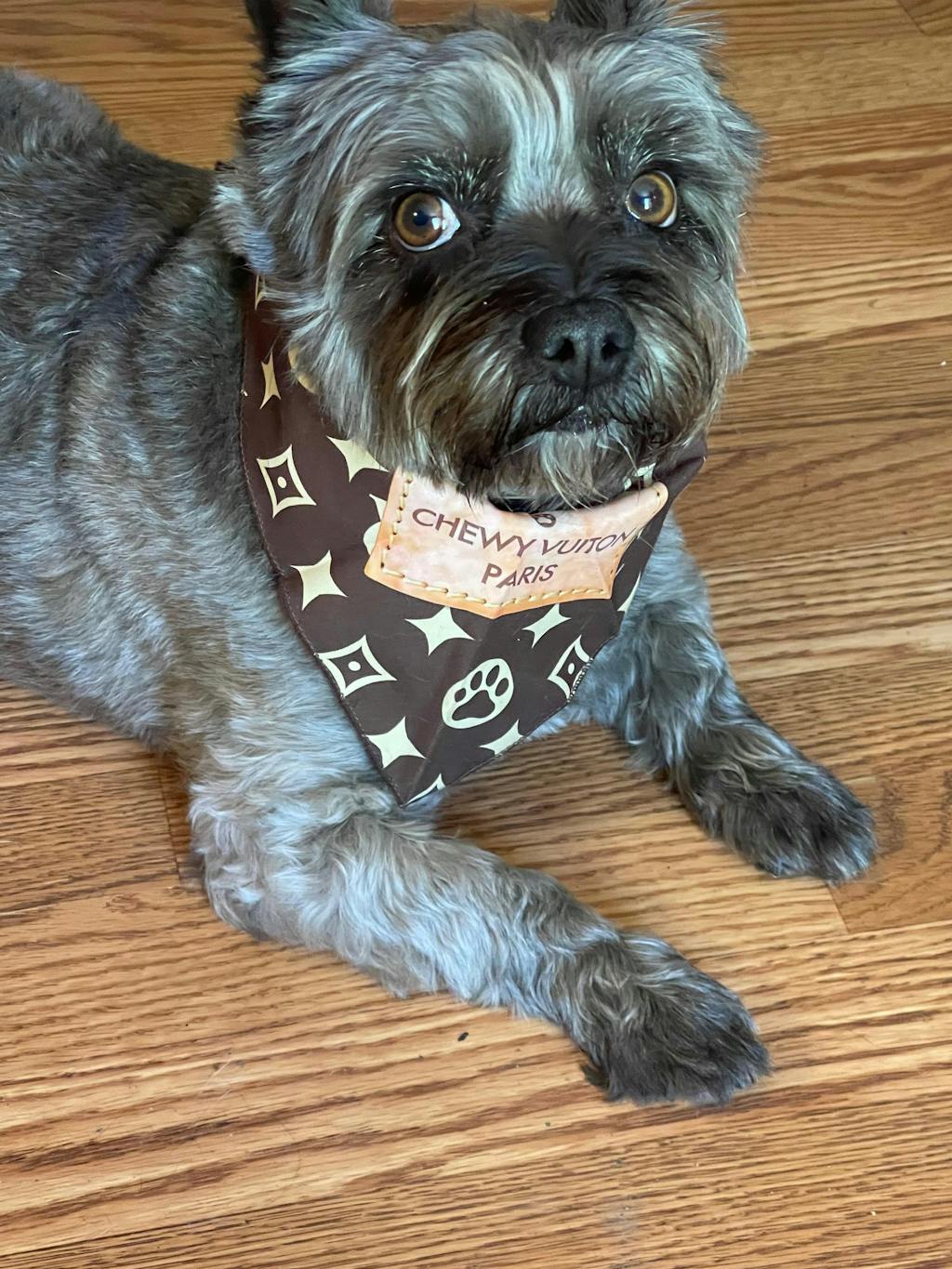 Size Chart – Millionaire Mutt