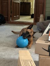 Size Chart – Millionaire Mutt