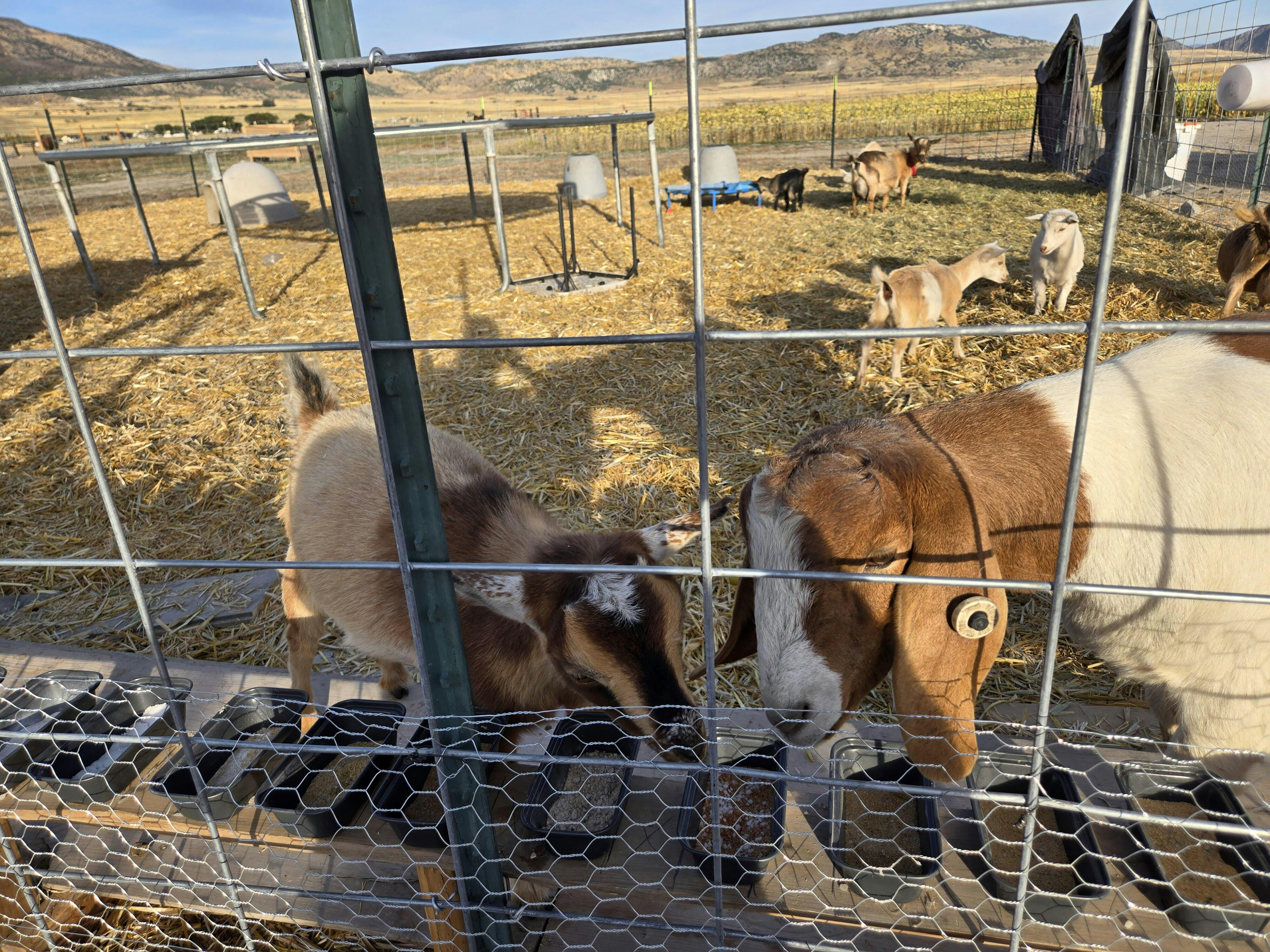 COMPLETE Mineral Buffet Starter Kit for Goats (Non-GMO) – 20 Minerals + Salt – Mineral Buffet by ...