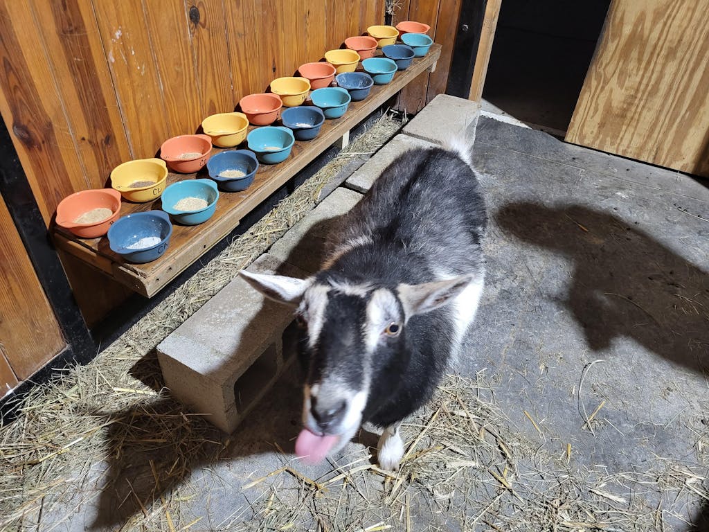 COMPLETE Mineral Buffet Starter Kit for Goats (Non-GMO) – 20 Minerals ...