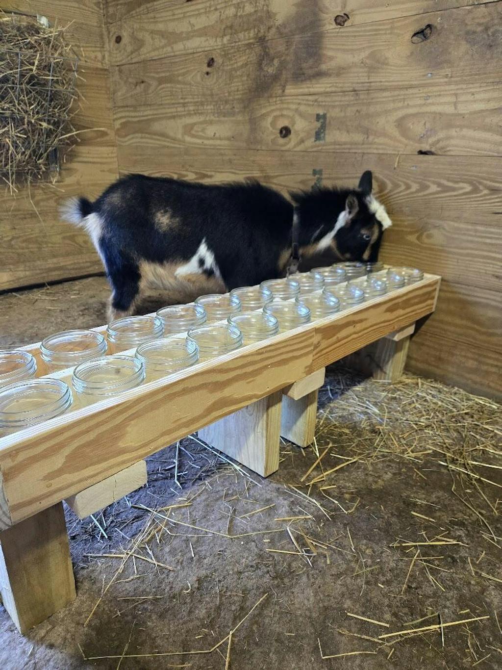 COMPLETE Mineral Buffet Starter Kit for Goats (Non-GMO) – 20 Minerals ...