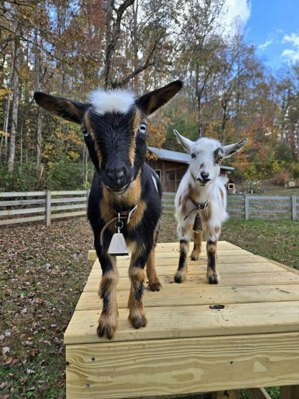 COMPLETE Mineral Buffet Starter Kit for Goats (Non-GMO) – 20 Minerals ...