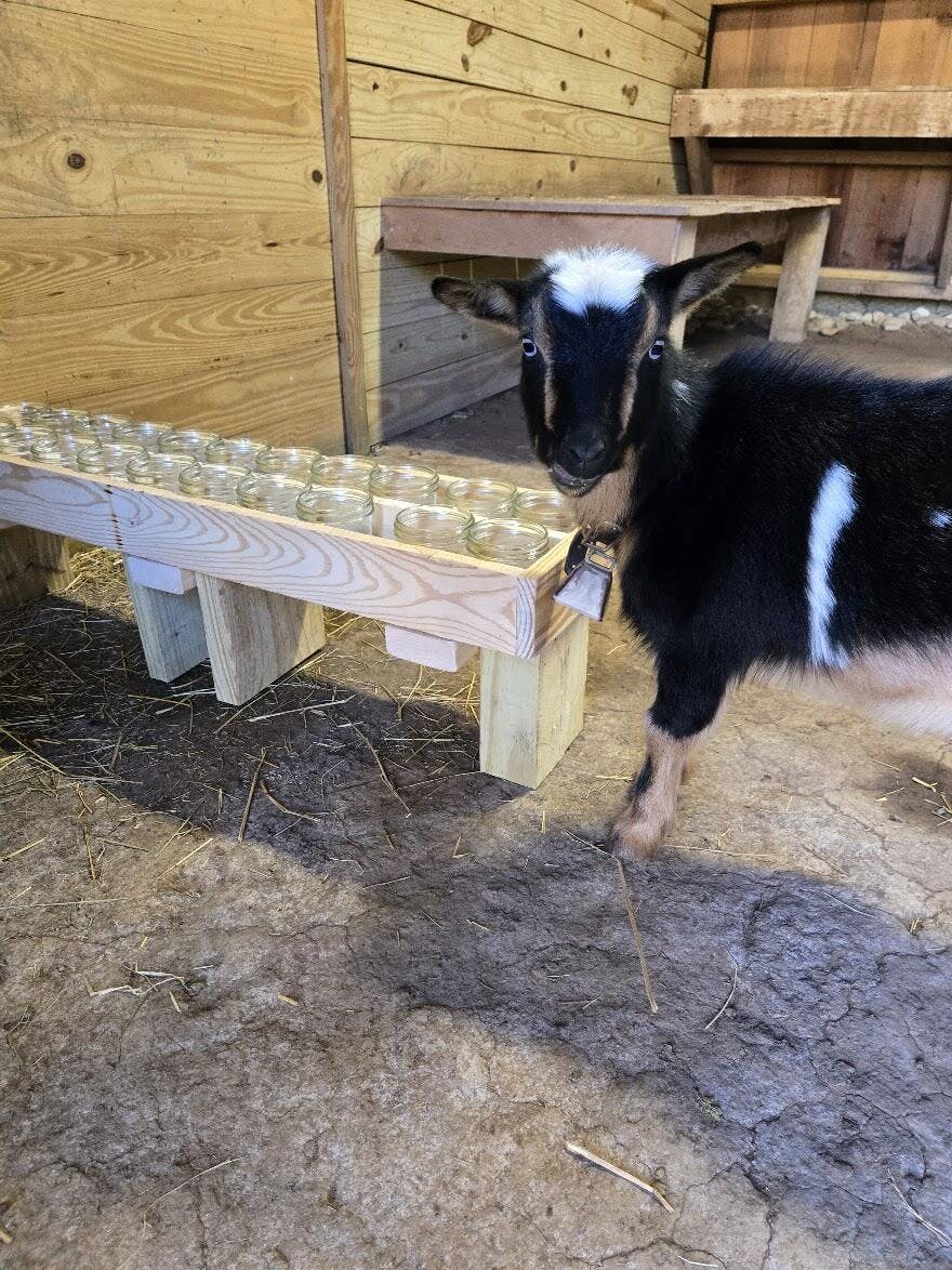 COMPLETE Mineral Buffet Starter Kit for Goats (Non-GMO) – 20 Minerals ...