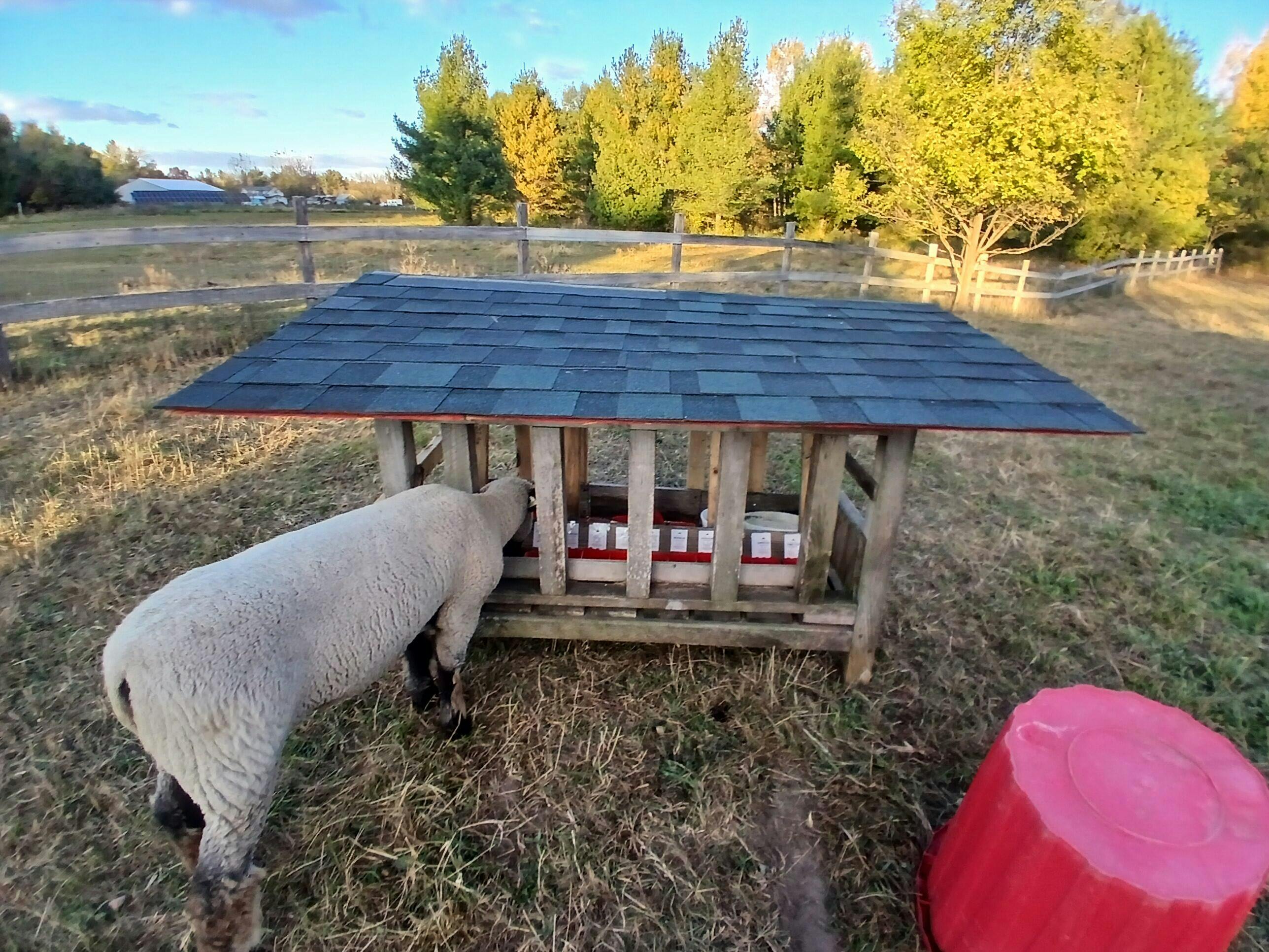 COMPLETE Mineral Buffet Starter Kit for Goats (Non-GMO) – 20 Minerals ...