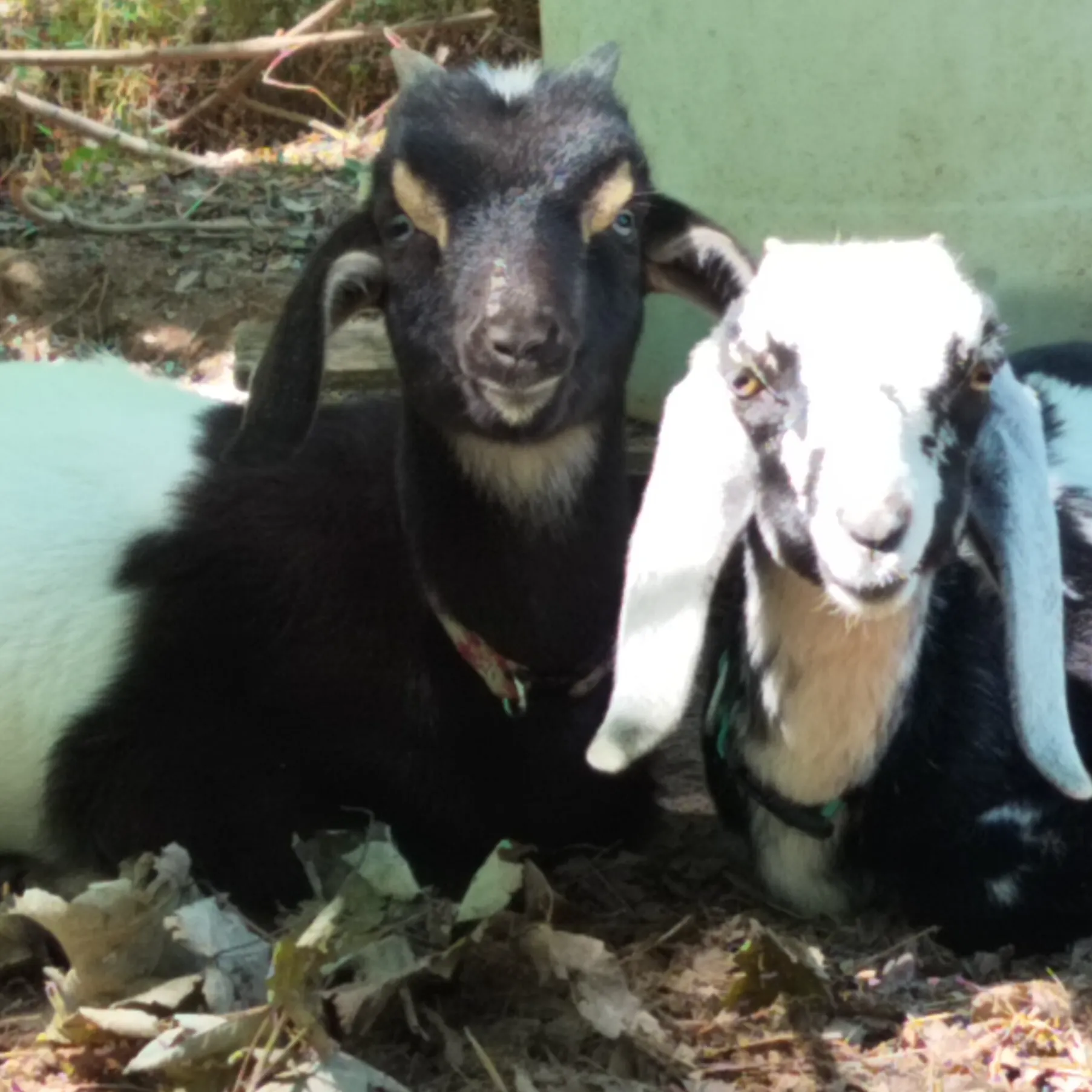 Goat Minerals – Mineral Buffet by Little Avalon Farm