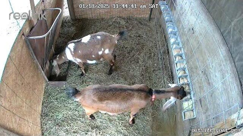 Build a DIY Goat Mineral Feeder – Mineral Buffet by Little Avalon Farm