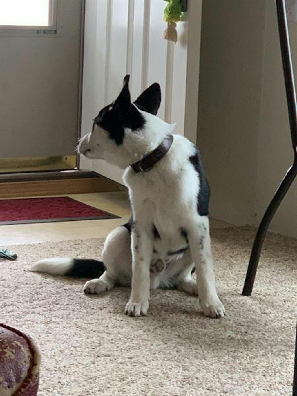 Campaign Leather Dog Collar | Mission Mercantile