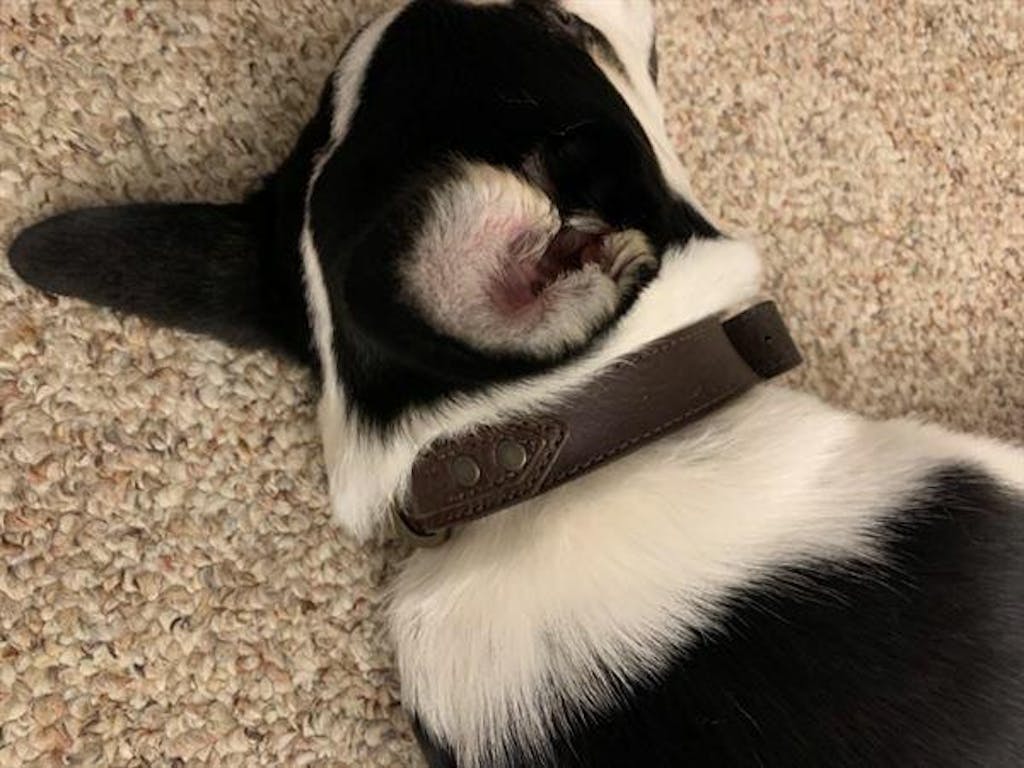 Campaign Leather Dog Collar | Mission Mercantile